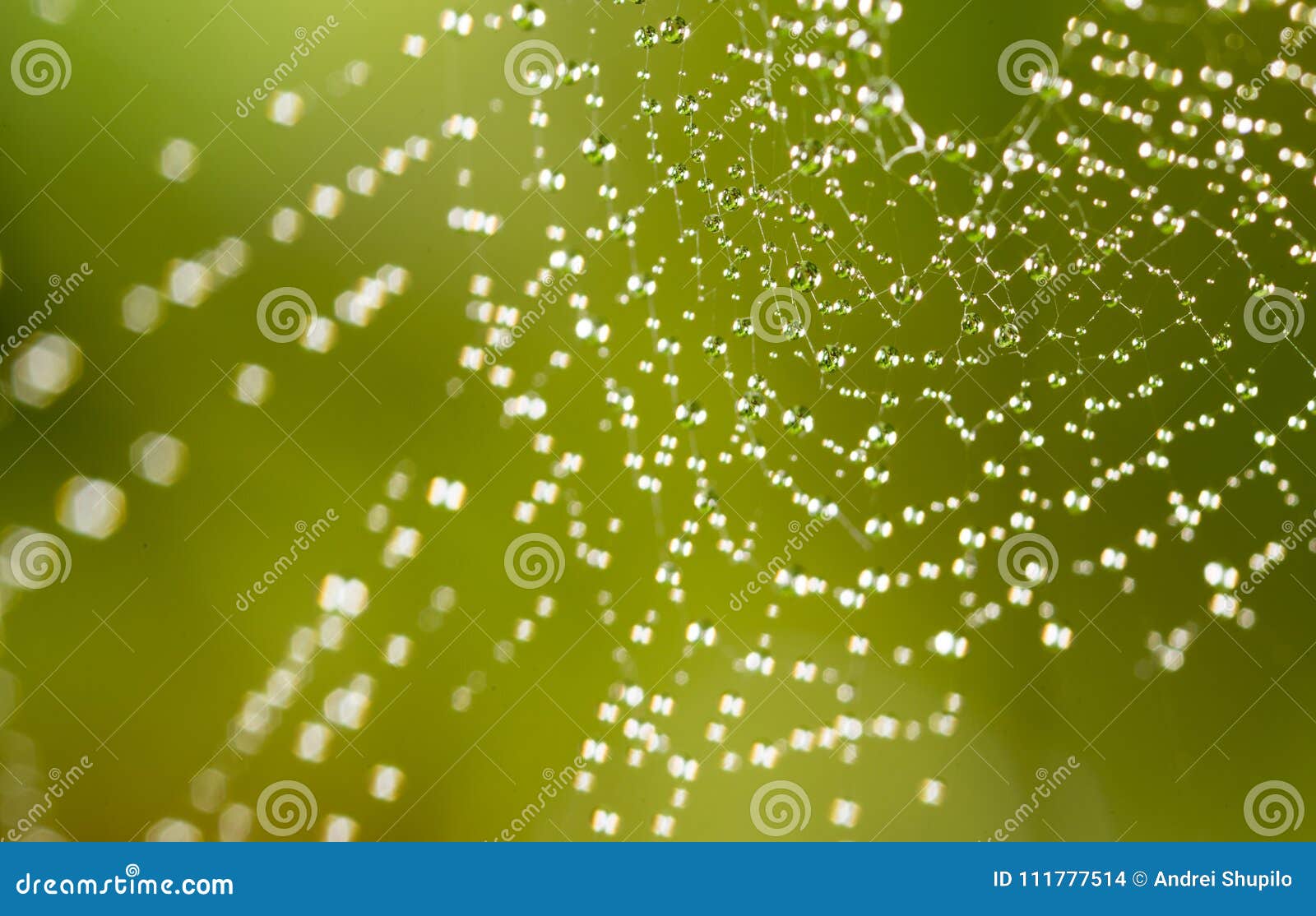 Water Droplets on a Spider Web in Nature Stock Photo - Image of ...