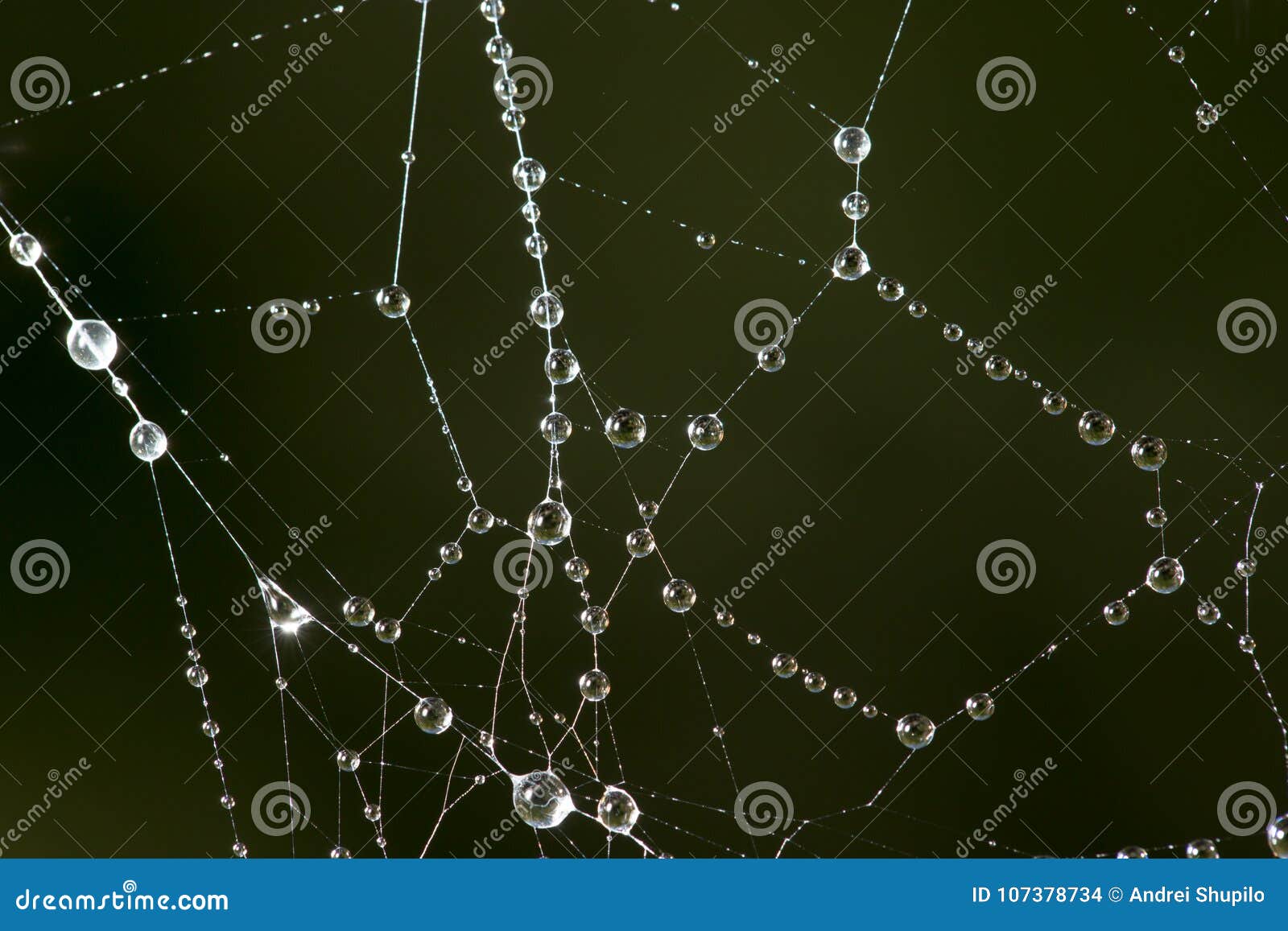 Water Droplets on a Spider Web in Nature Stock Photo - Image of green ...