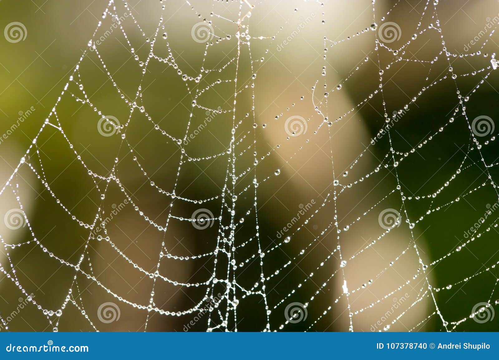 Water Droplets on a Spider Web in Nature Stock Photo - Image of nature ...