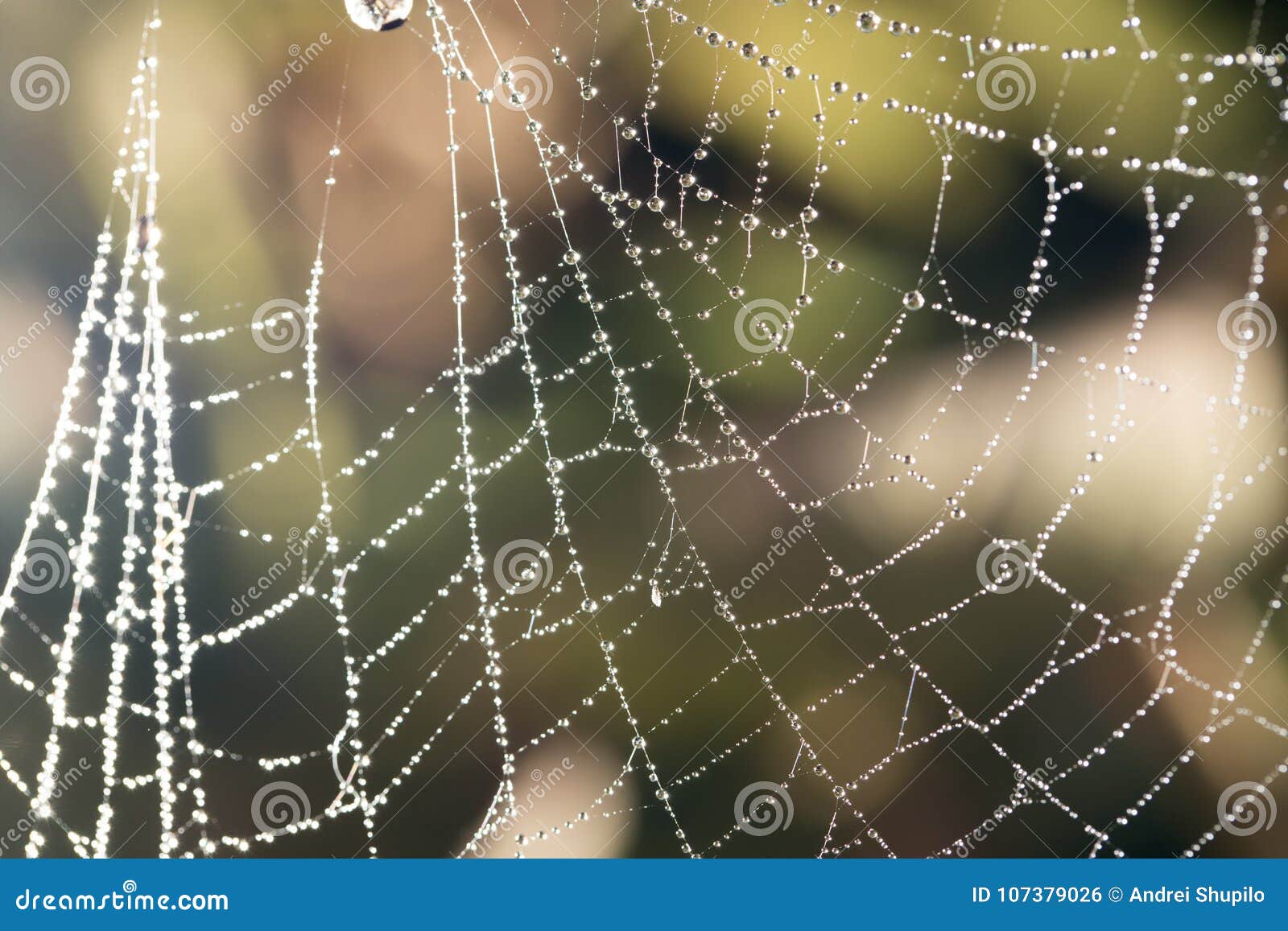 Water Droplets on a Spider Web in Nature Stock Photo - Image of shine ...