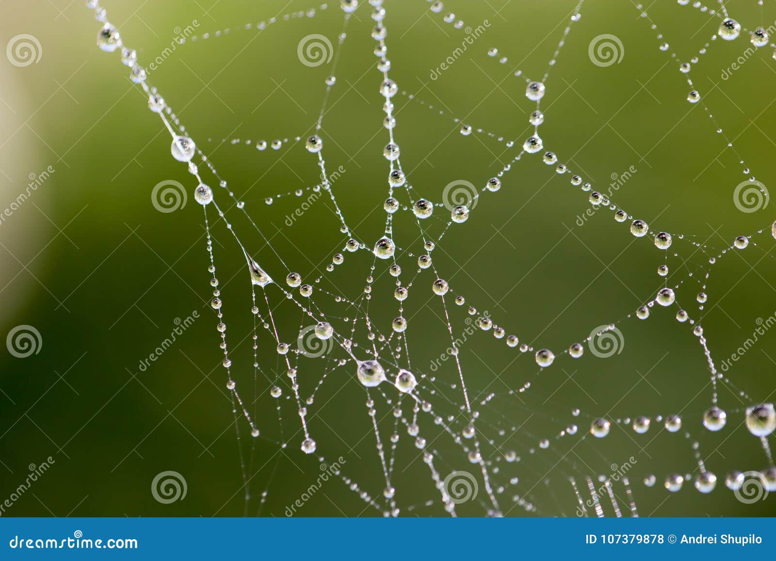Water Droplets on a Spider Web in Nature Stock Photo - Image of design ...