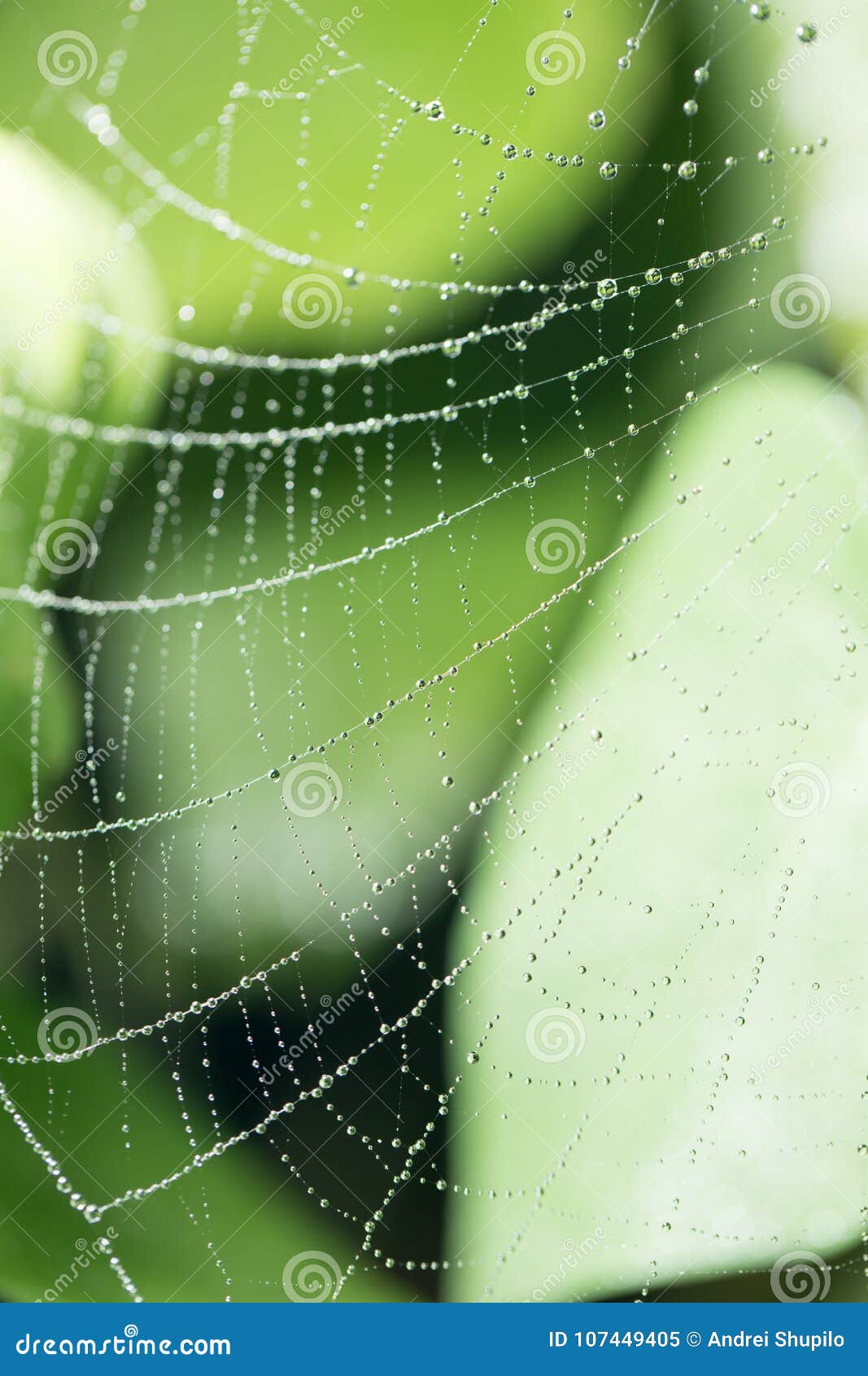 Water Droplets on a Spider Web in Nature Stock Image - Image of mist ...