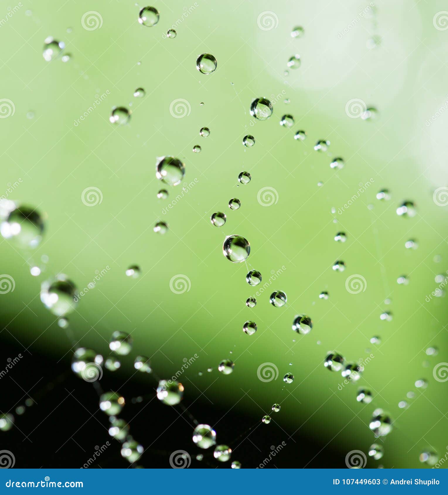 Water Droplets on a Spider Web in Nature Stock Image - Image of silk ...