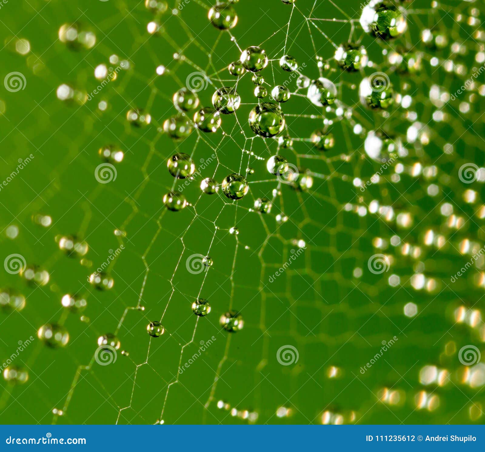 Water Droplets on a Spider Web in Nature Stock Photo - Image of pattern ...