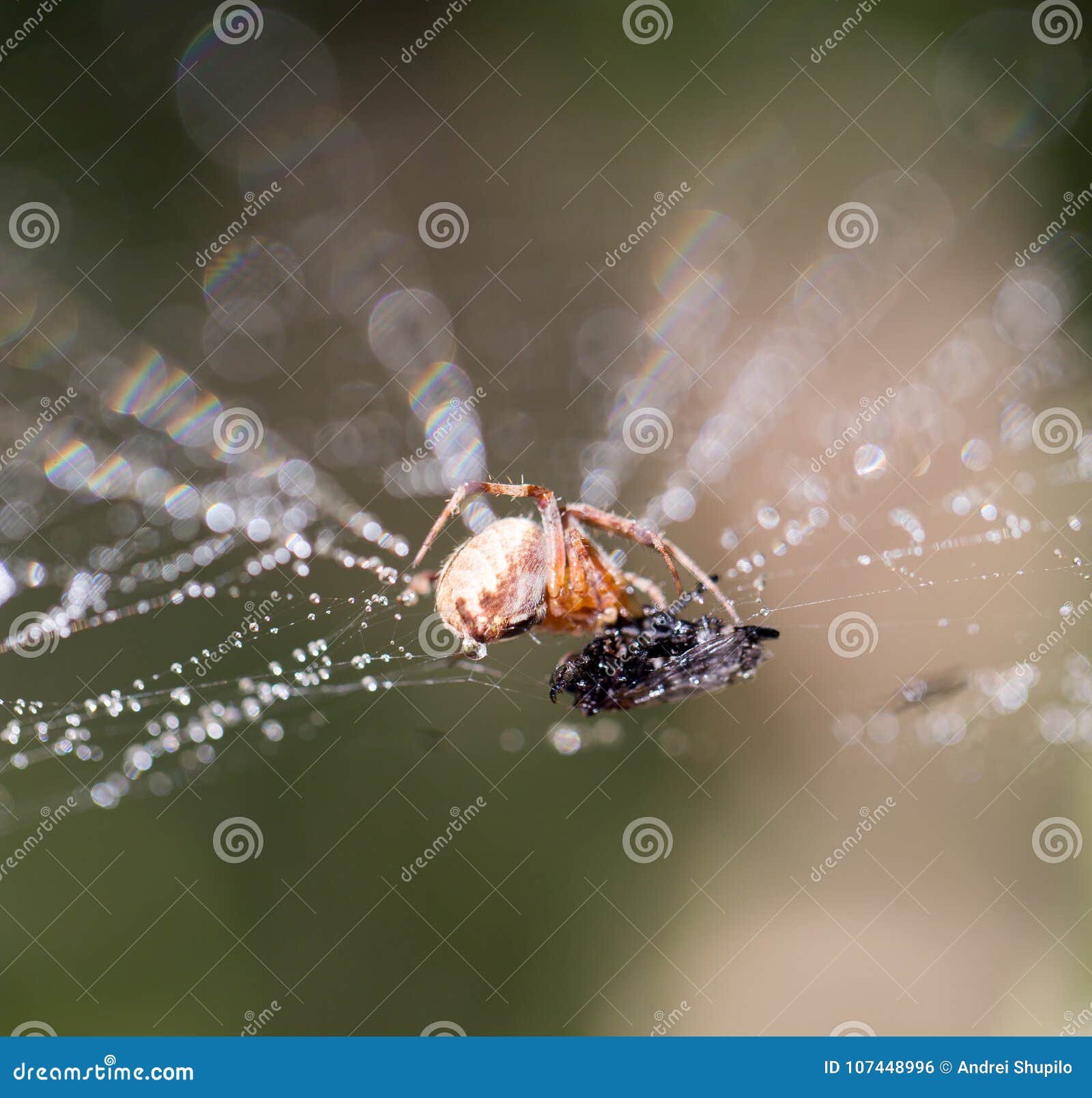 Water Droplets on a Spider Web with a Spider in Nature Stock Photo ...