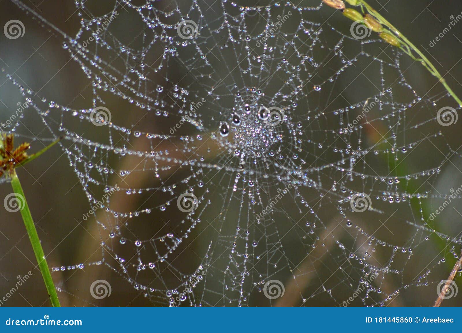 Water Droplets on Spider Web Stock Photo - Image of spider, water ...
