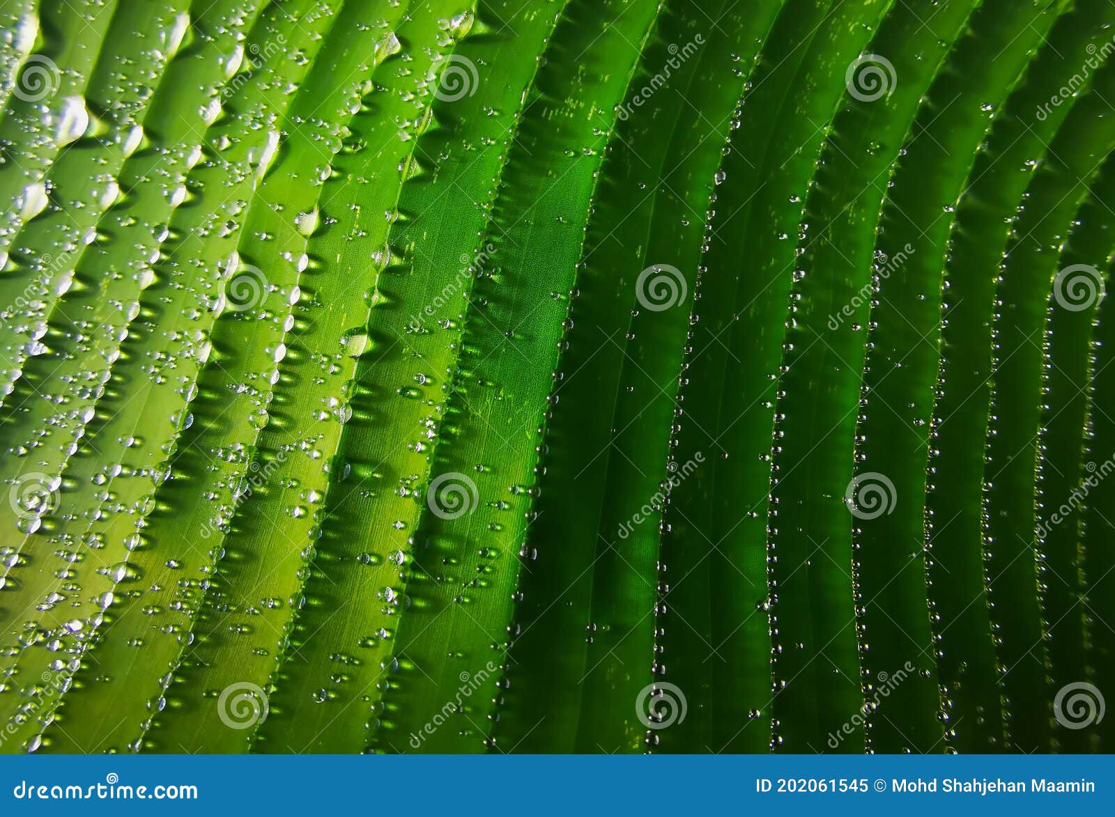Objects and Nature stock image. Image of objects, nature - 202061545