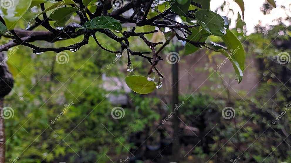 Water Droplets on the Tip of a Tree Trunk Stock Photo - Image of garden ...