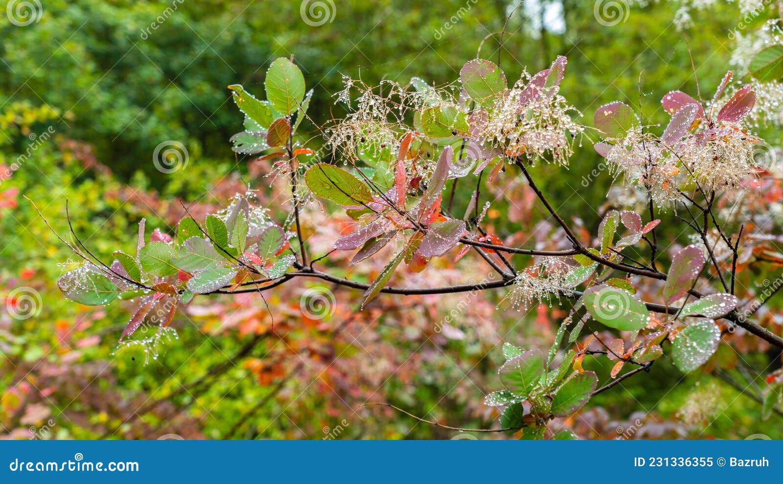Water Droplets on Tree Leaves Stock Image - Image of condensation ...