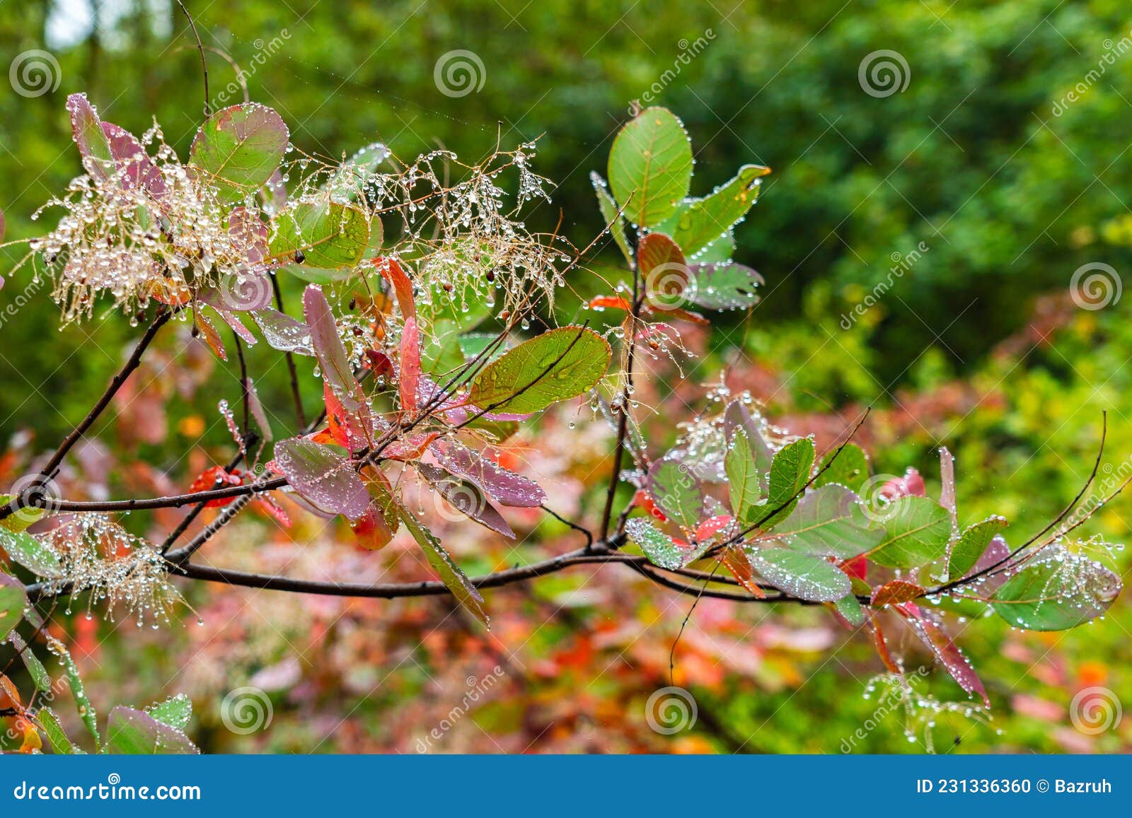 Water Droplets on Tree Leaves Stock Photo - Image of closeup, leaf ...