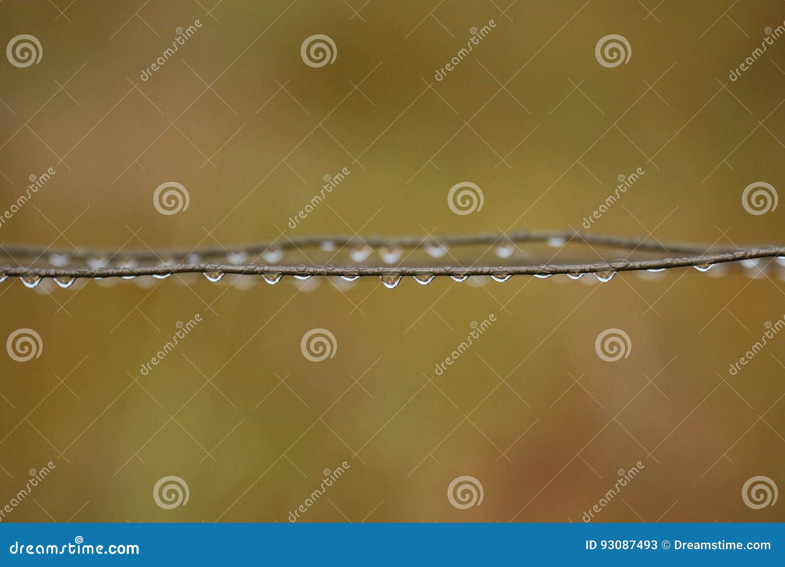 Water Droplets on Washing Line. Stock Image - Image of africa, wildlife ...