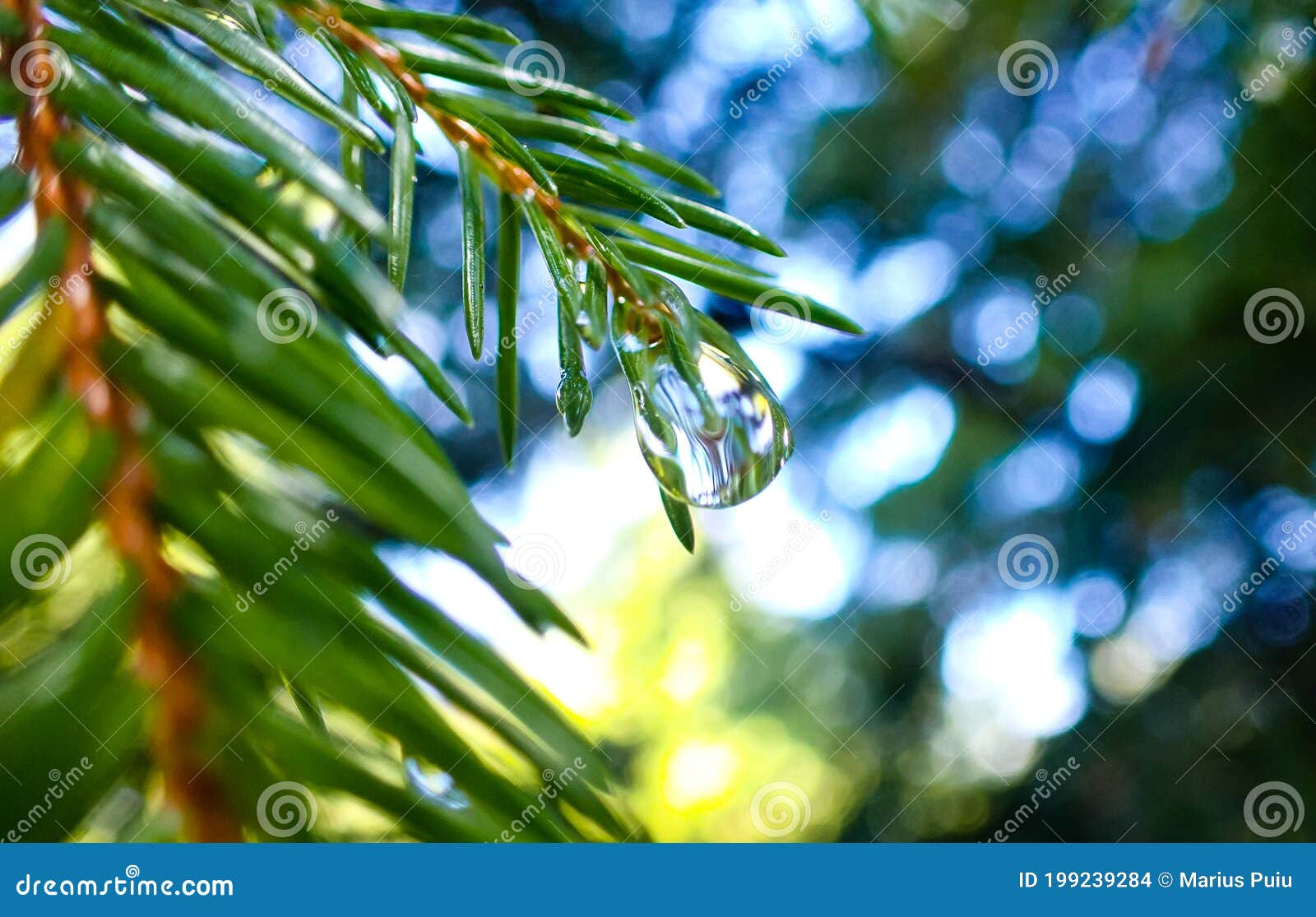 Conifer Leaf Out On Cloudy Sky Background. Royalty-Free Stock Image ...