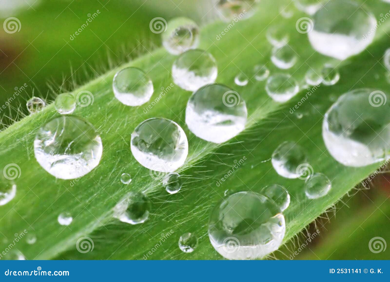 Water drops stock image. Image of plant, green, clean - 2531141