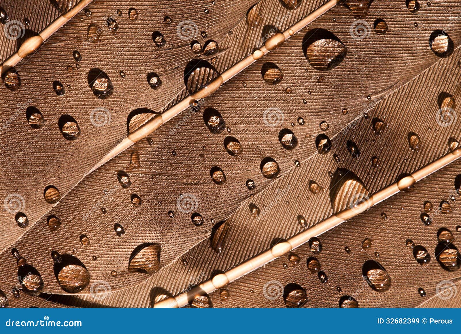 Water Drops on a Bird S Feather Stock Image - Image of moisture, brown ...