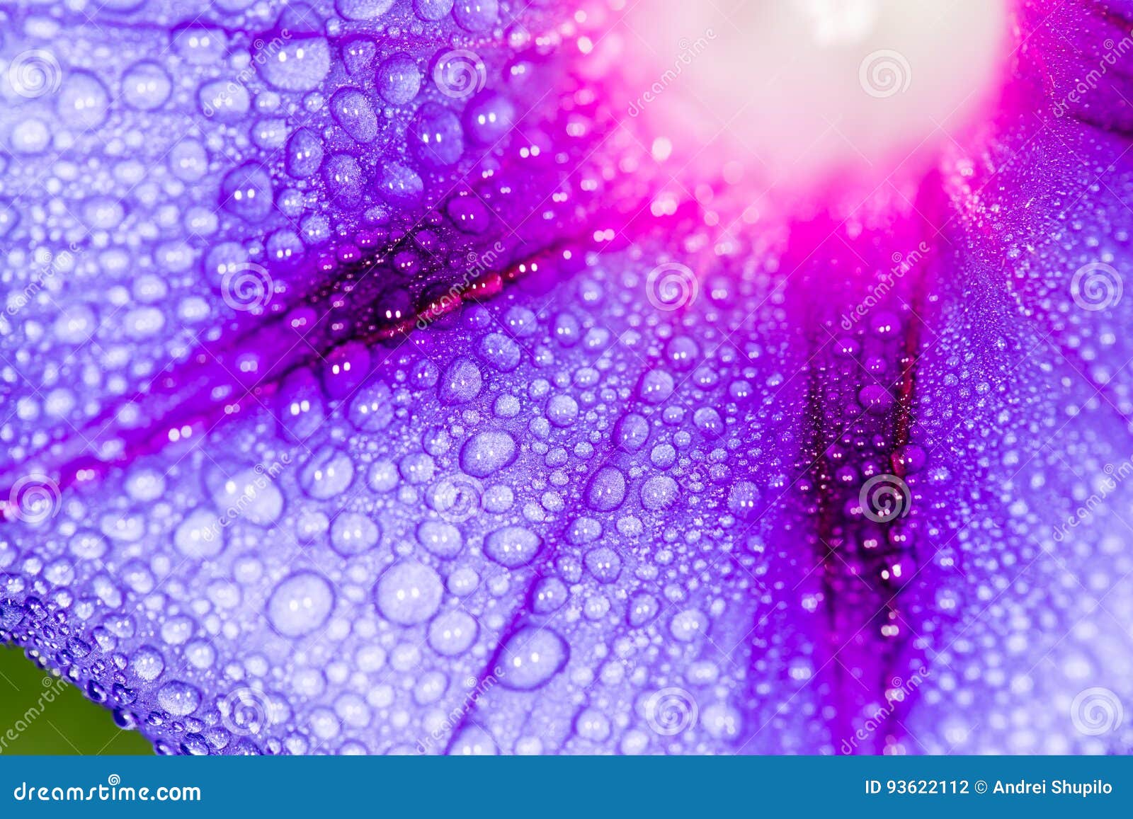 Water Drops Blue Flower in Nature. Close Stock Photo - Image of botany ...