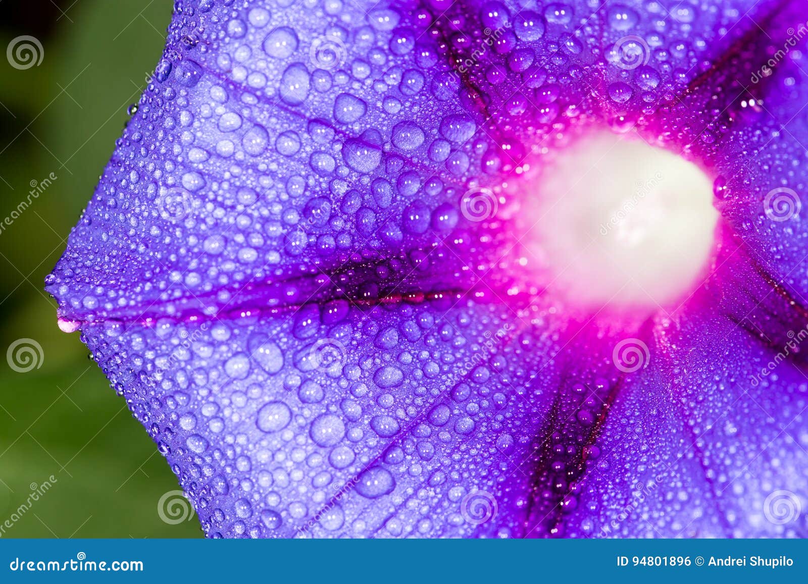Water Drops Blue Flower in Nature. Close Stock Photo - Image of garden ...