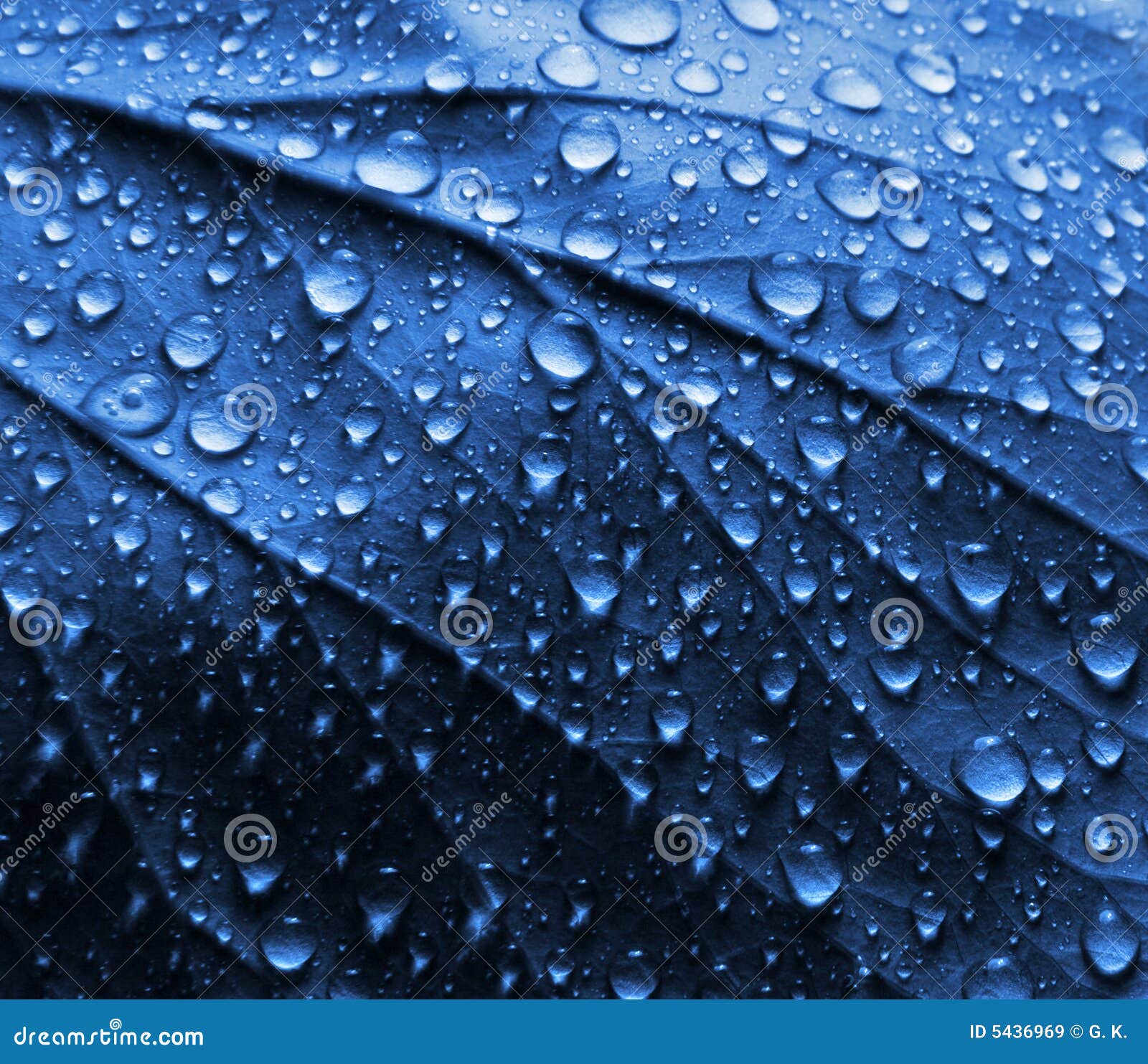 Water Drops on Blue Plant Leaf Stock Image - Image of morning ...