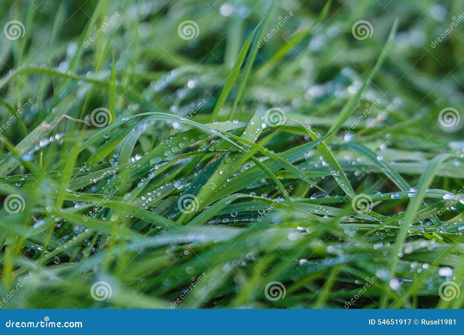Water drops stock image. Image of foliage, meadow, liquid - 54651917