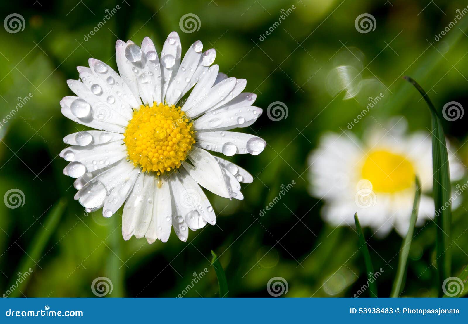 Water Drops on Daisy Flower Stock Image - Image of close, beauty: 53938483