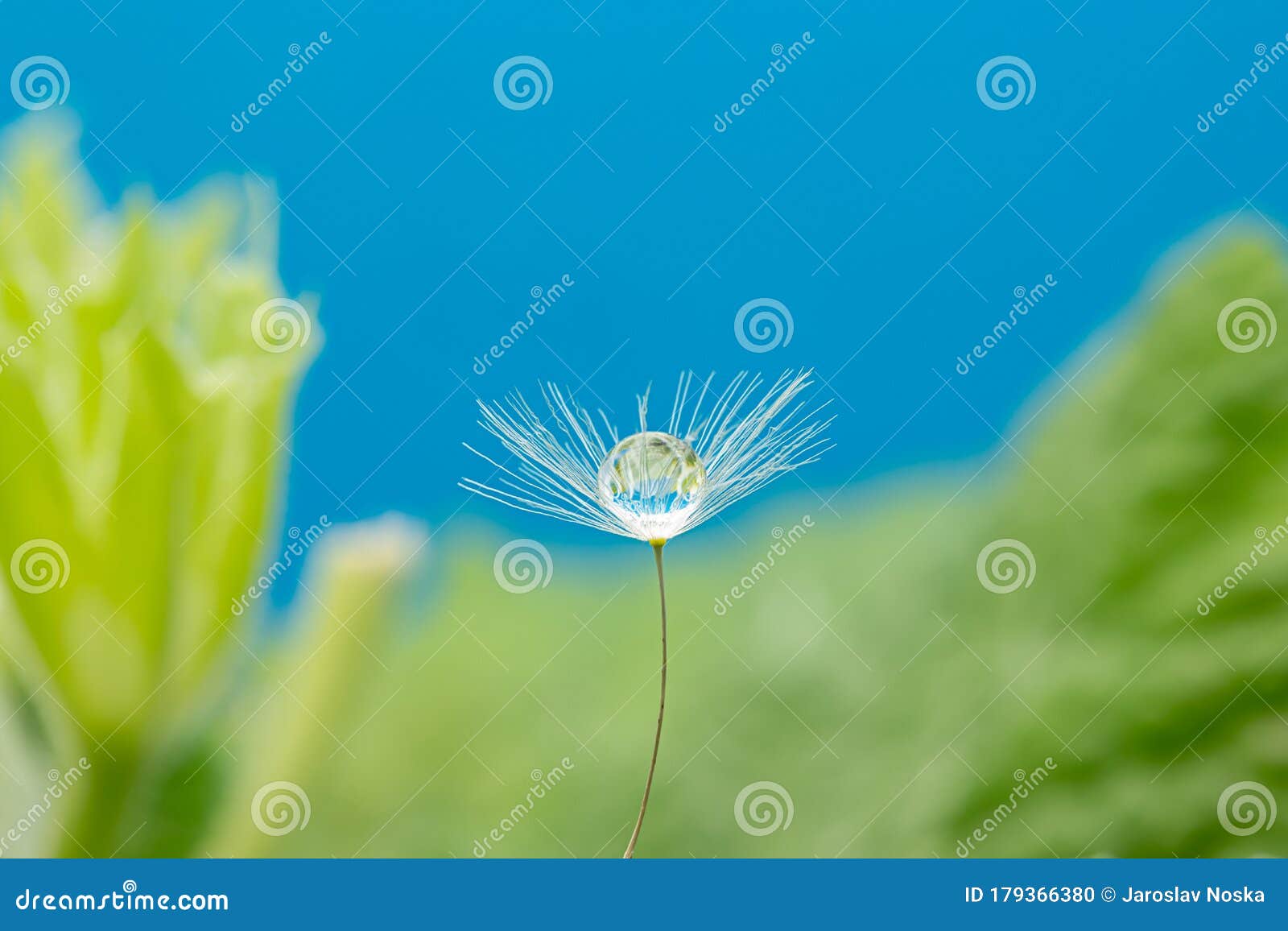 Water Drops on the Dandelion Stock Photo - Image of lots, nature: 179366380