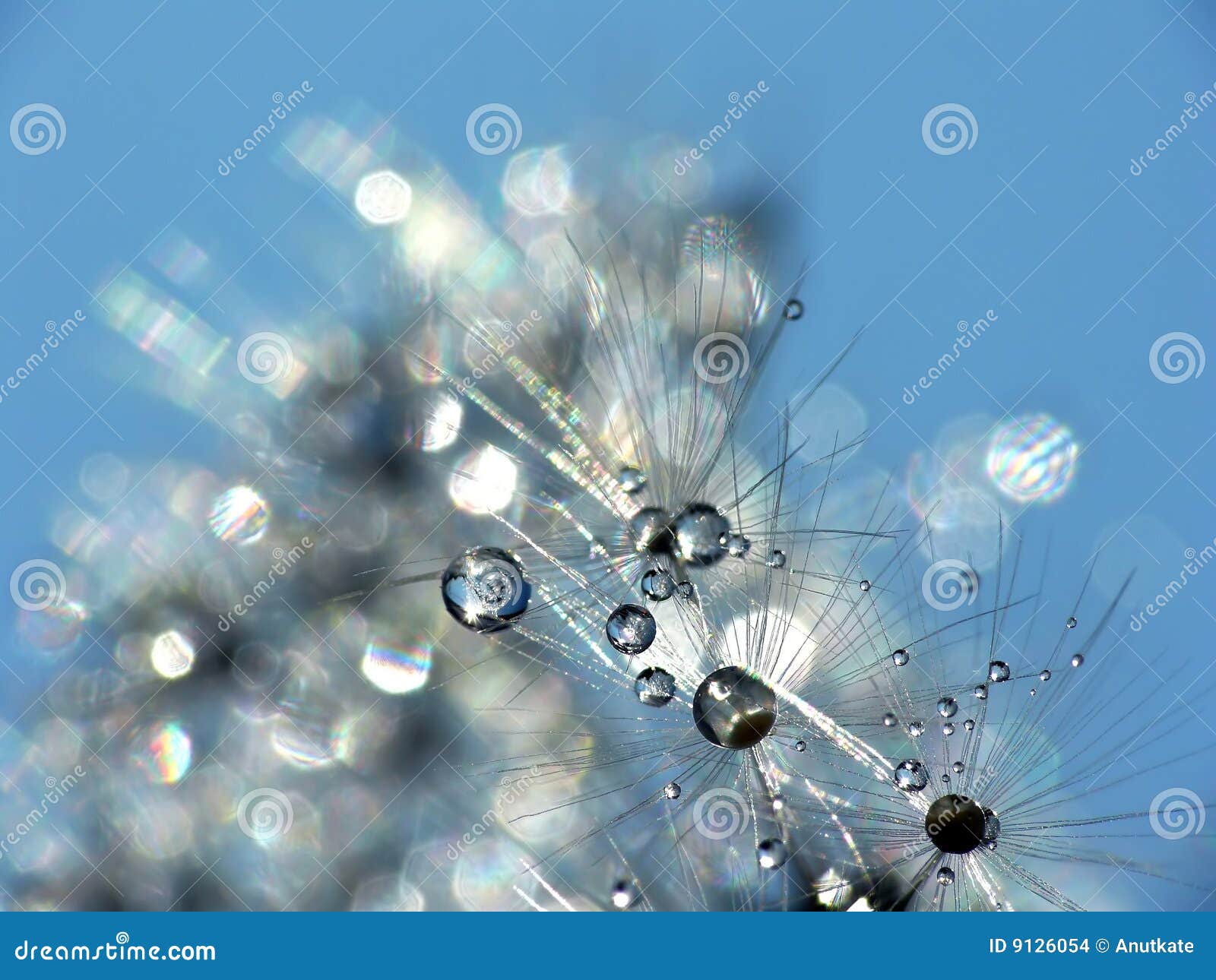 Water drops on dandelion stock photo. Image of dandelion - 9126054
