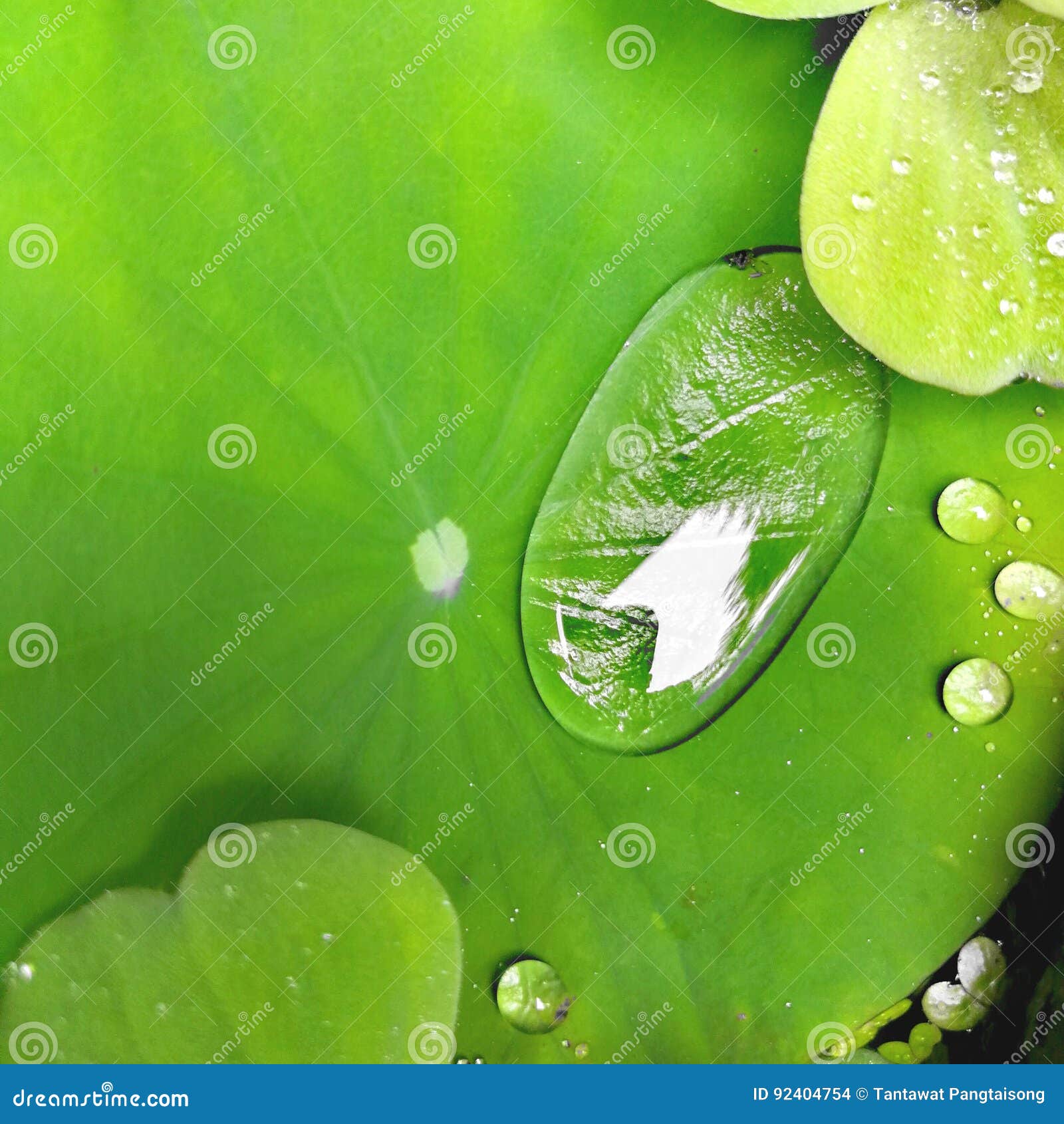 Water drops stock photo. Image of lotus, drop, water - 92404754