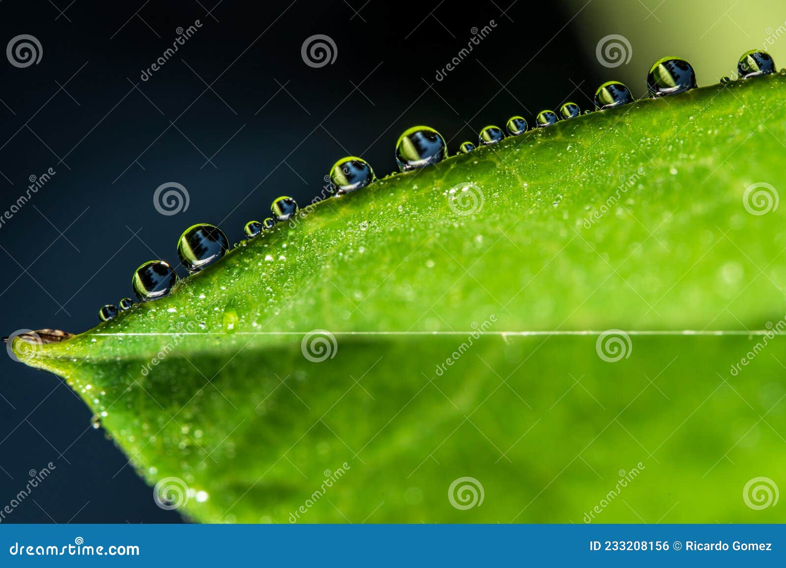 Extreme Macrophotography: Water Drops on a Leaf S Edge. Stock Photo ...