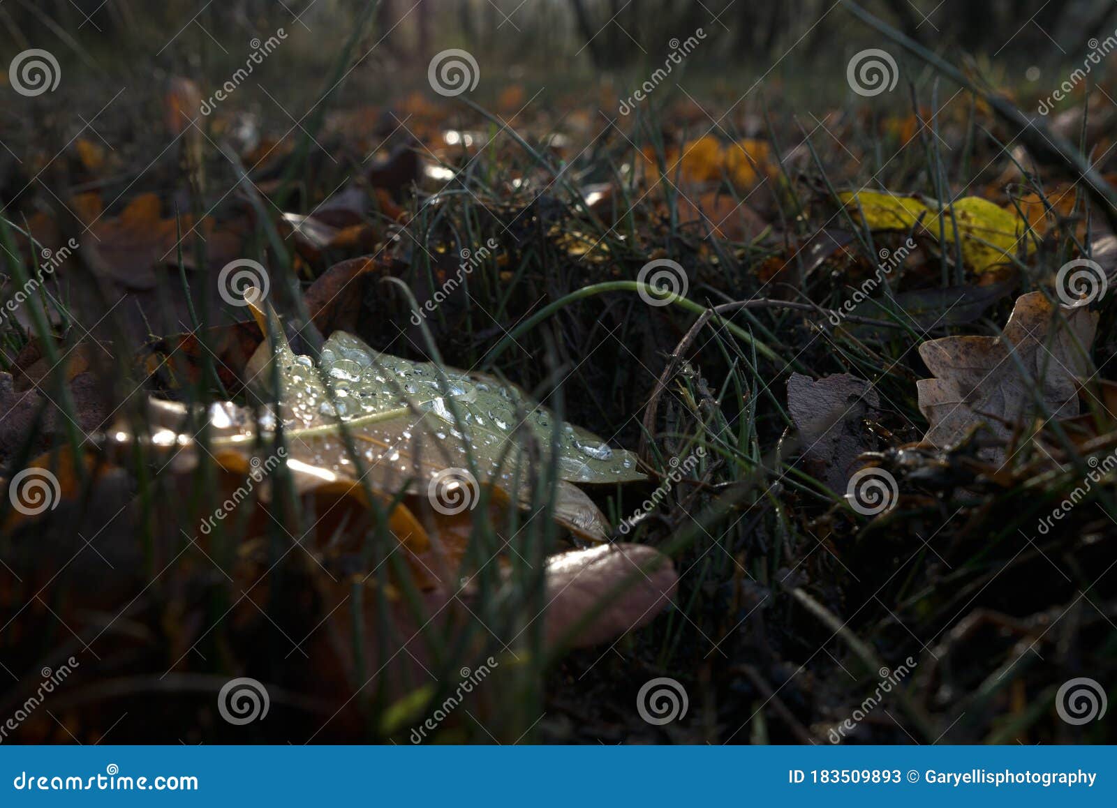 Water Drops on a Fallen Leaf in Dappled Light Stock Image - Image of ...