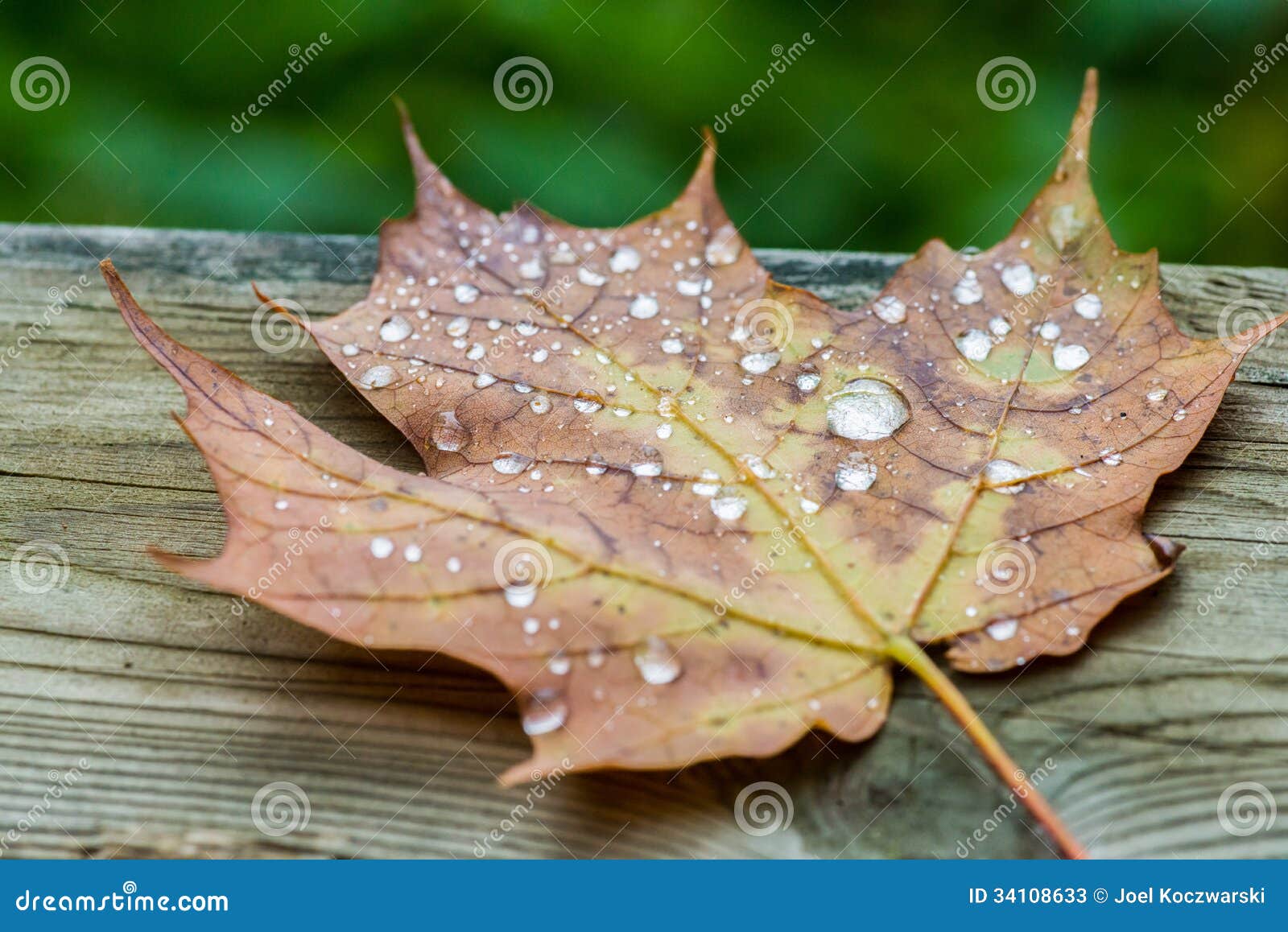 Water Drops on a Fallen Maple Leaf (macro) Stock Image - Image of drop ...