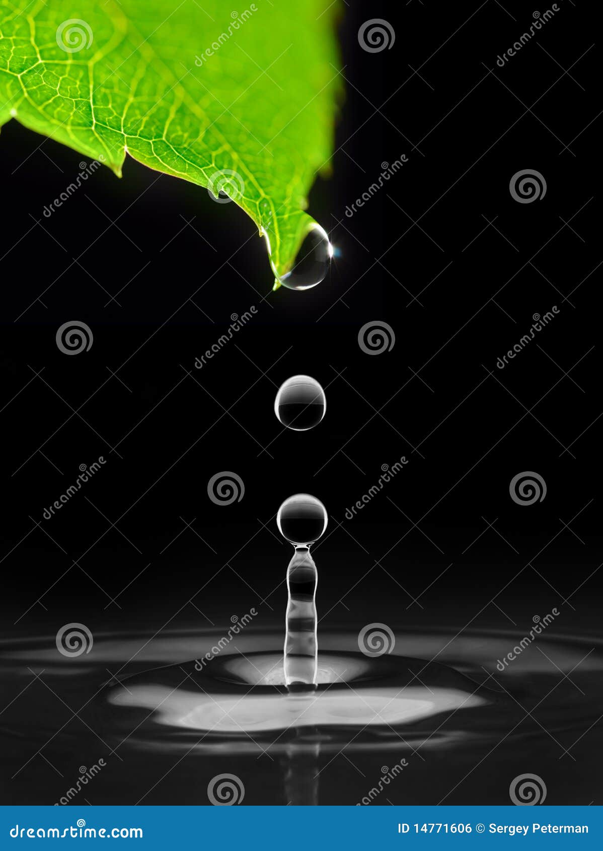 Water Drops are Falling Down from Leaf Stock Photo - Image of isolated ...