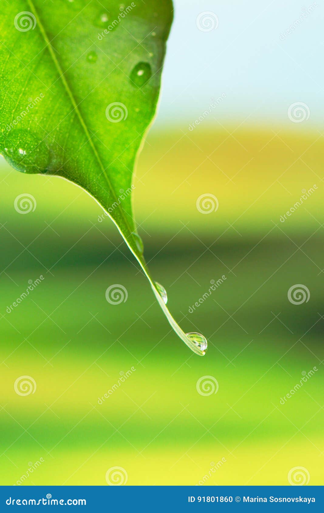 Water Drops Falling from a Green Leaf Stock Photo - Image of drop ...