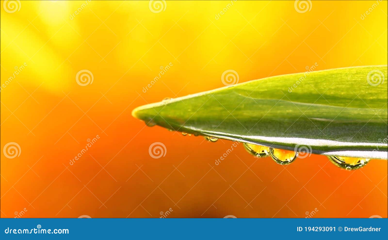 Water Drops Falling and Hitting a Flower Stock Video - Video of hitting ...