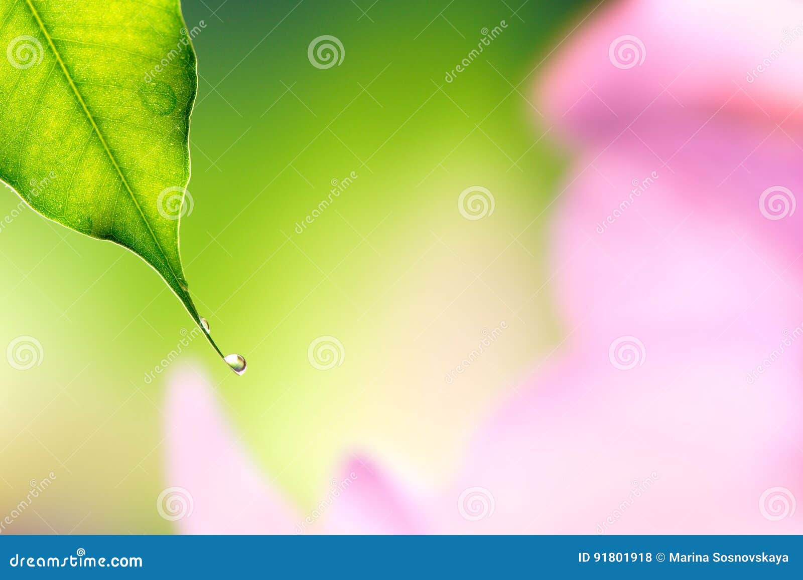 Water Drops Falling from a Leaf Stock Photo - Image of garden ...