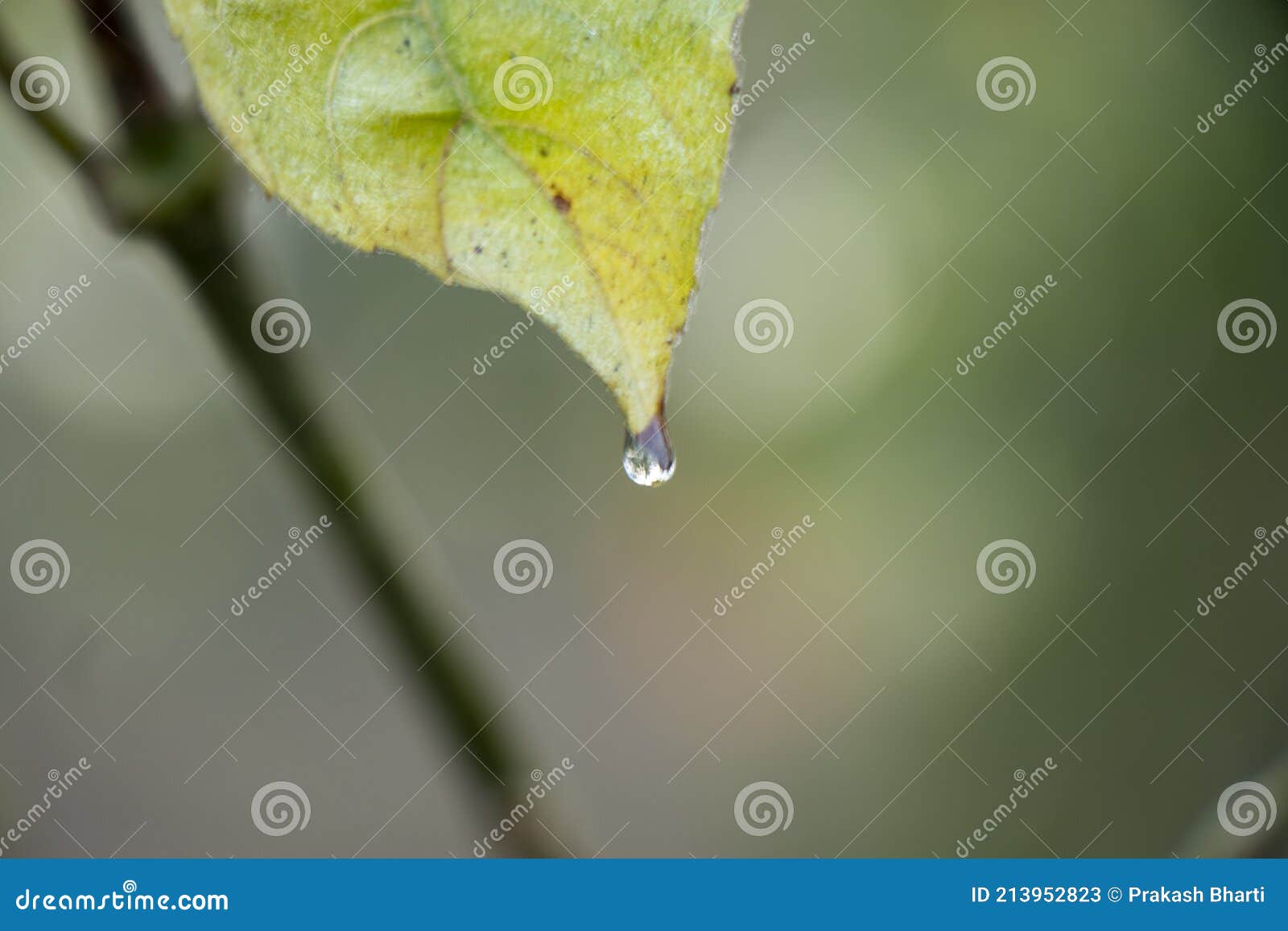 Water Drops Falling from Leaf Stock Image - Image of freshness, blue ...
