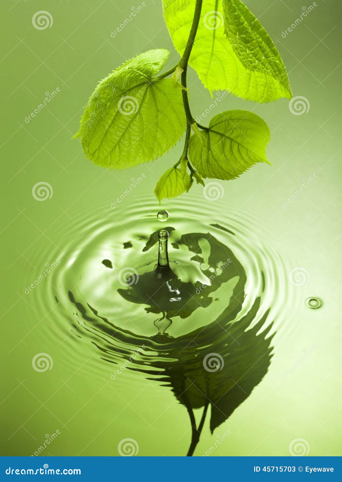 Water Drops Falling from Leaves Stock Image - Image of green, tree ...