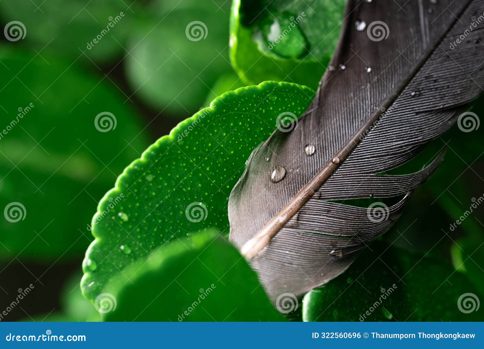 Water Drops on Feathers and Leaves after Rain Stock Photo - Image of ...