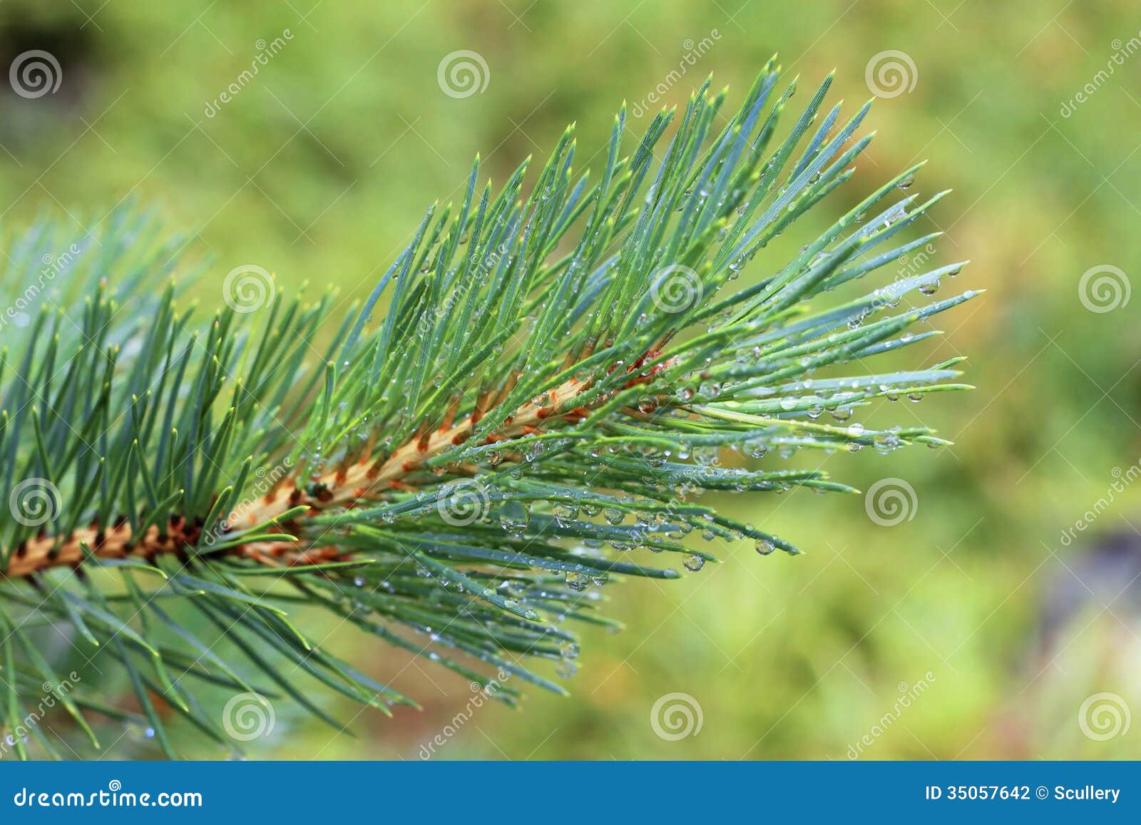 Water Drops on Fir Tree after Rain Stock Photo - Image of macro ...