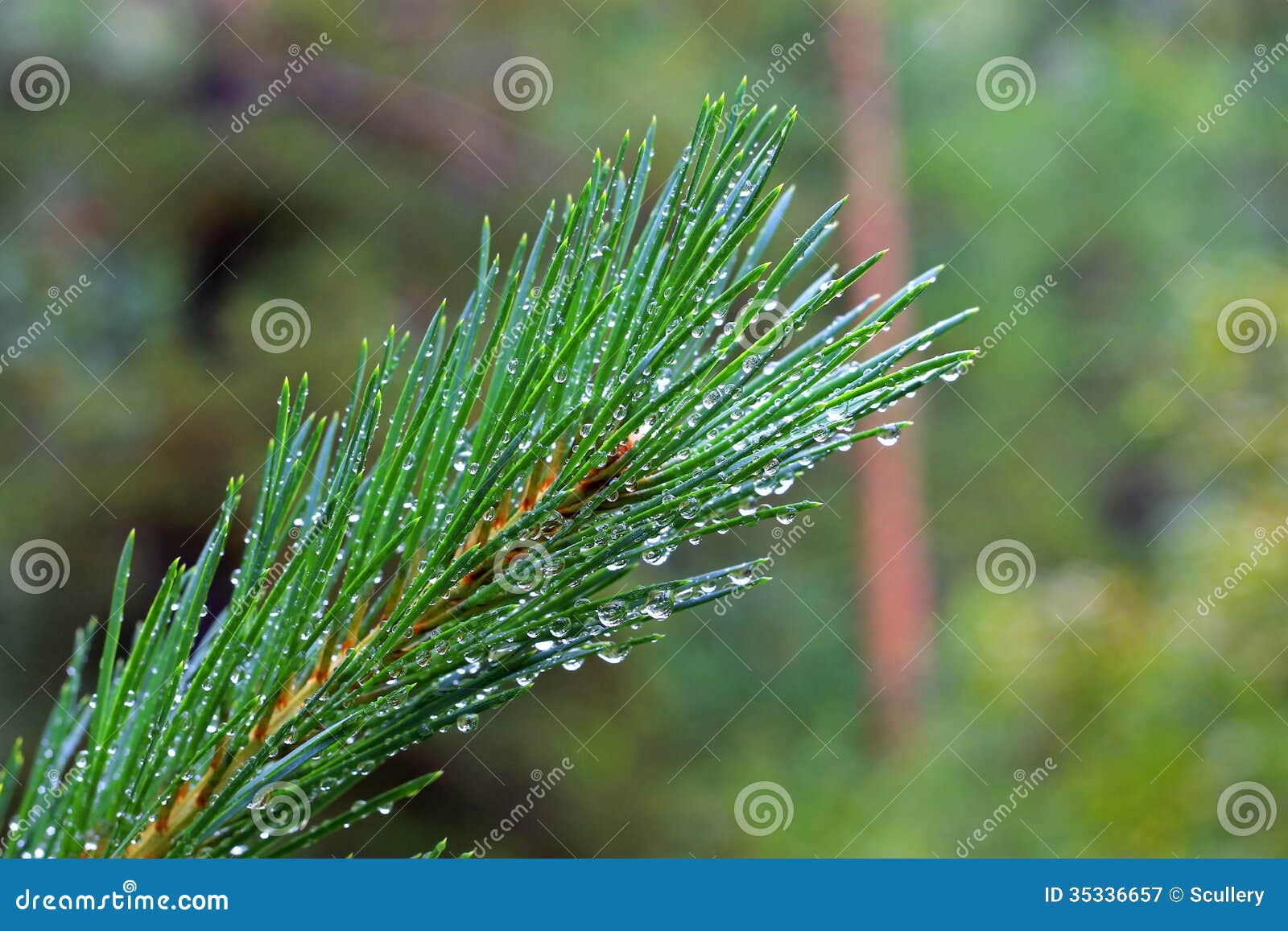 Water Drops on Fir Tree after Rain Stock Image - Image of lawn ...