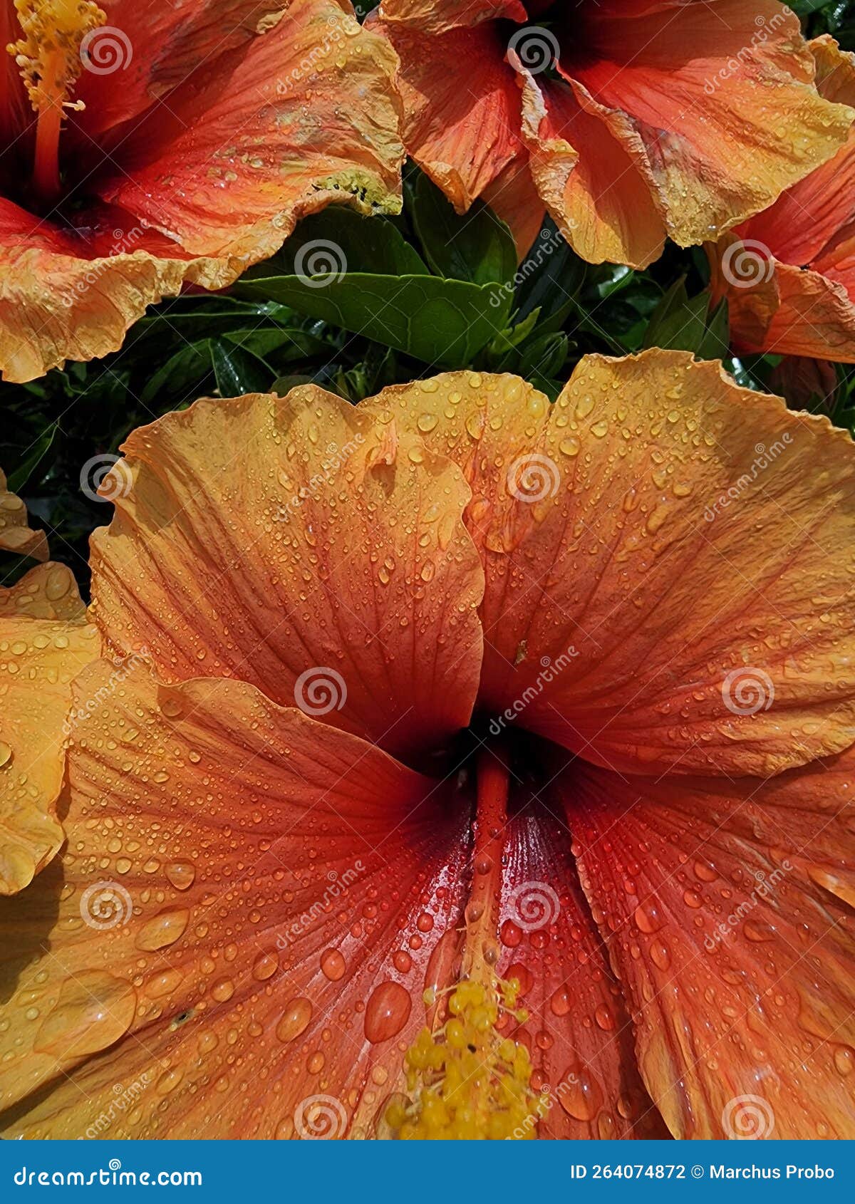 Water Drops on Flower stock photo. Image of pink, drops - 264074872