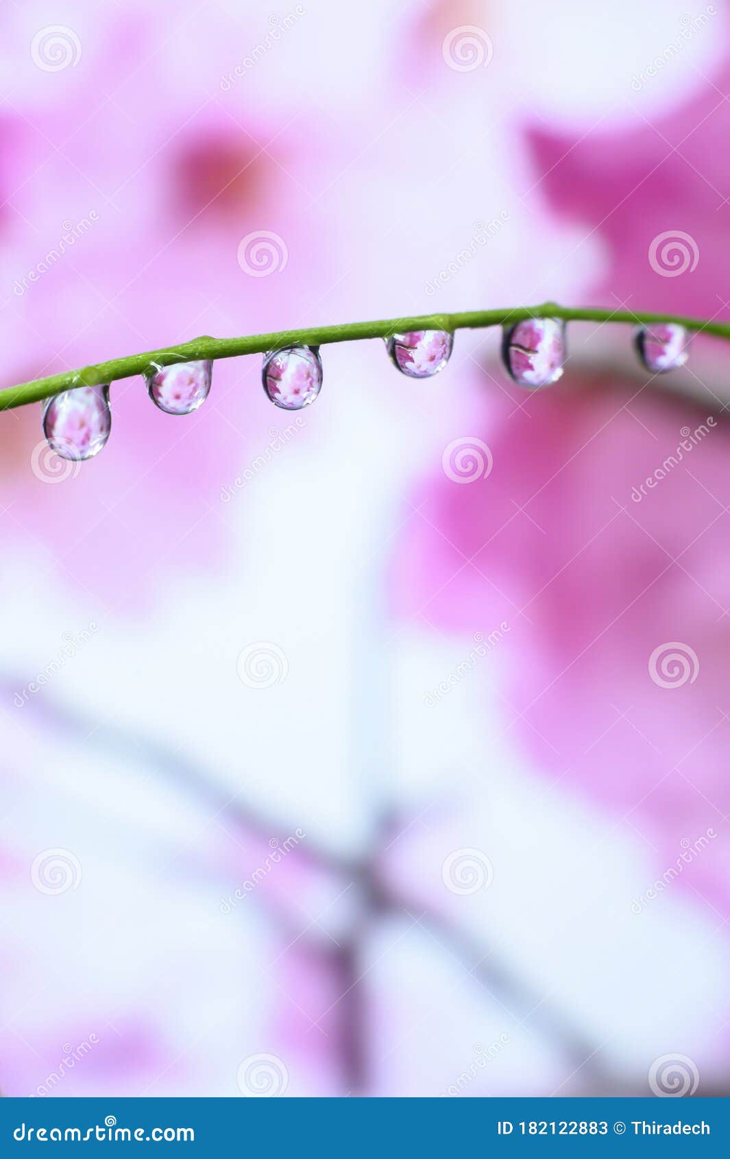 Water Drops on the Flower Background Stock Image - Image of abstract ...