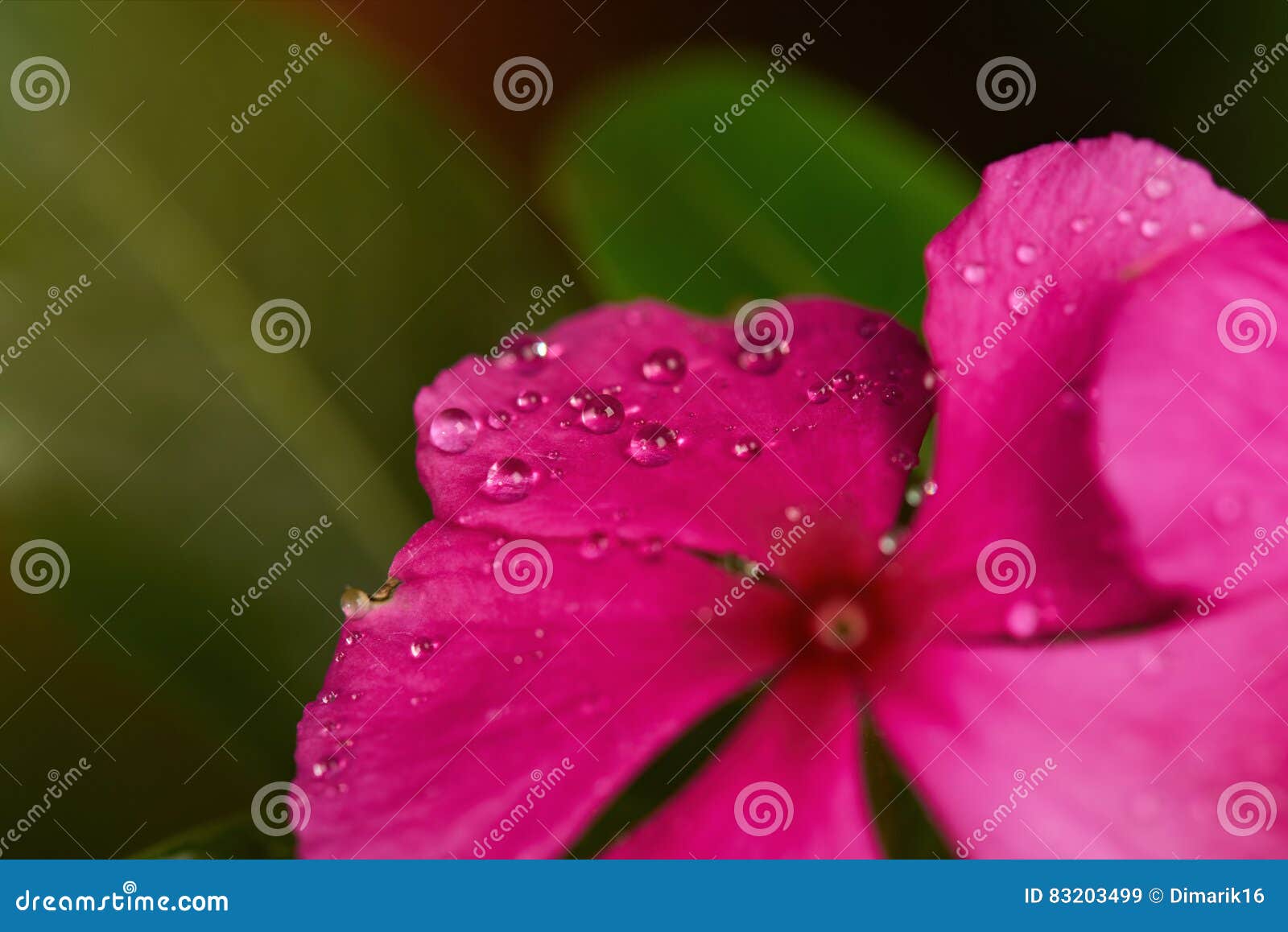 Water drops on flower stock image. Image of detail, closeup - 83203499