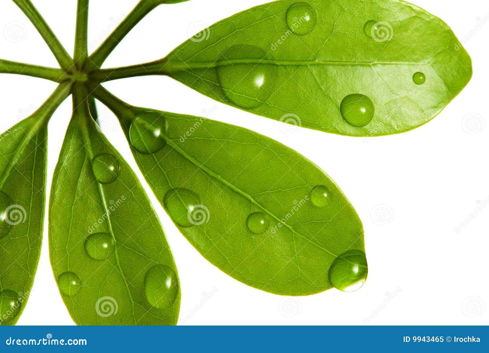 414,476 Green Fresh Water Leaf Stock Photos - Free & Royalty-Free Stock ...