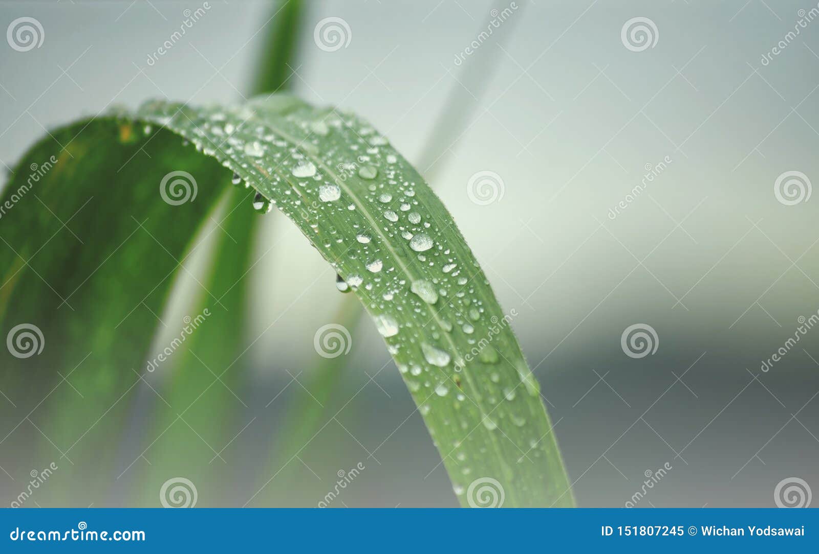 Water Drops on Fresh Green Leaf. Close Up Green Cane Leaf after Raining ...