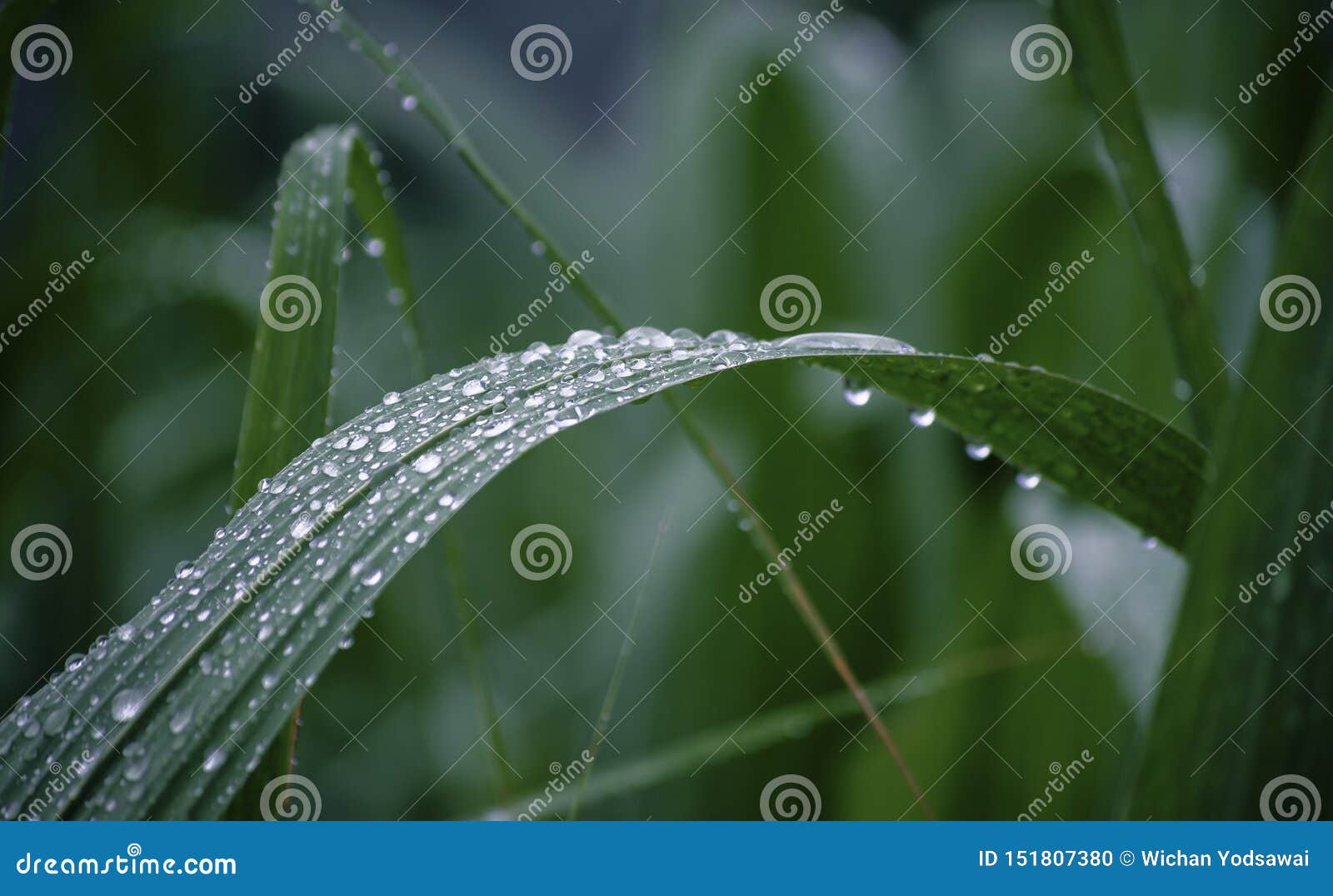 Water Drops on Fresh Green Leaf. Close Up Green Cane Leaf after Raining ...