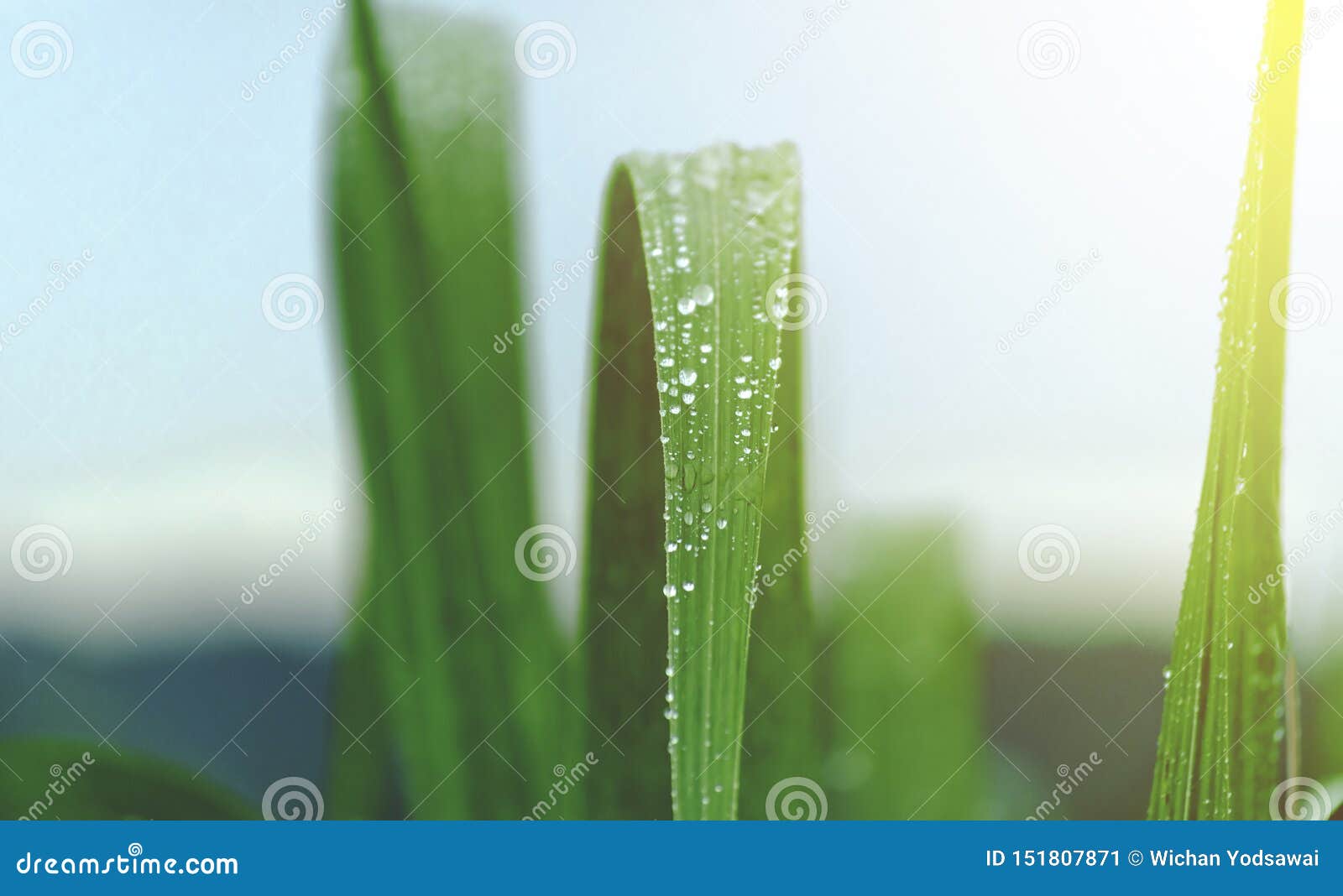Water Drops on Fresh Green Leaf. Close Up Green Cane Leaf after Raining ...