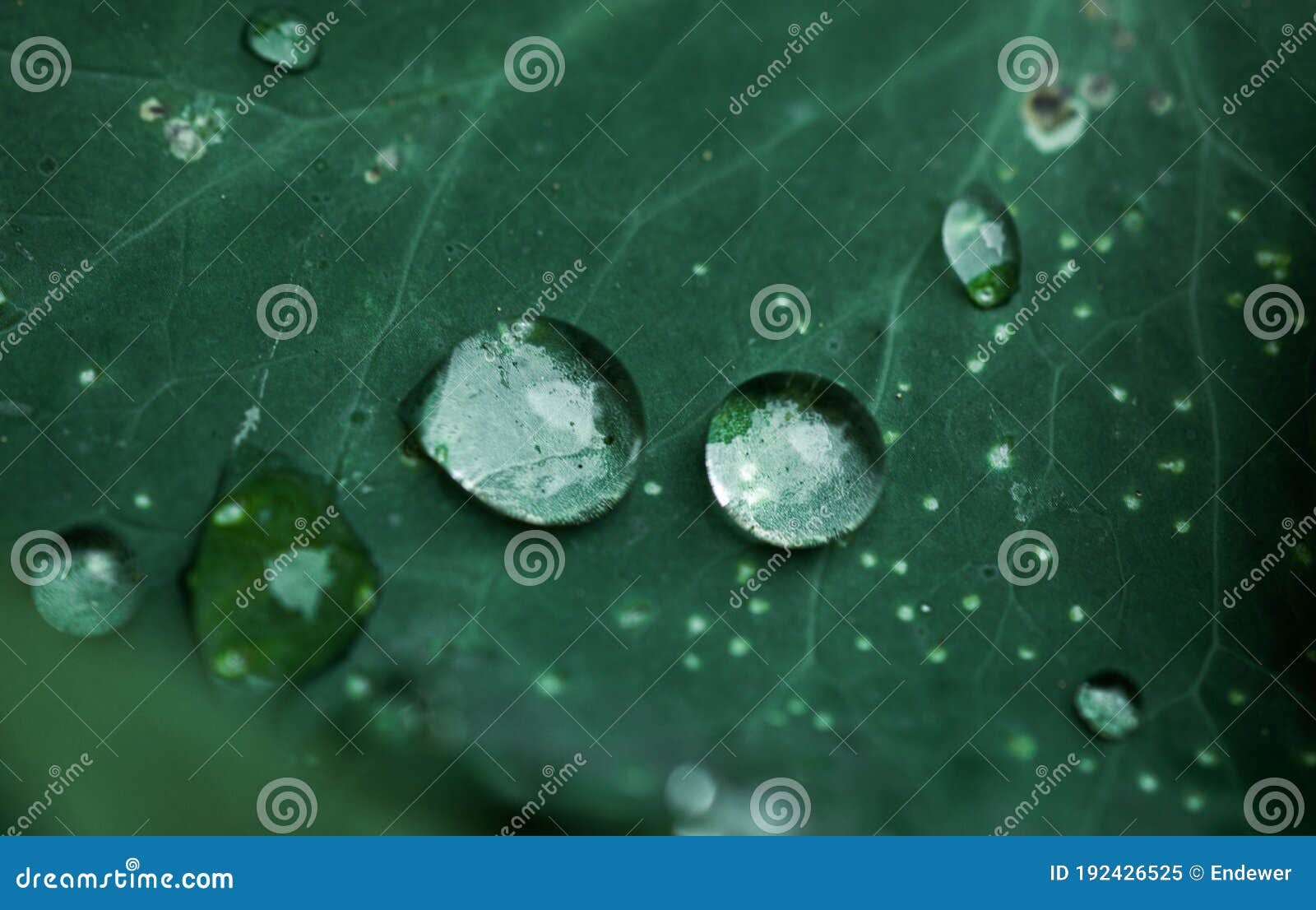 Water Drops on Fresh Green Leaf, Summer . Morning Dew Stock Image ...