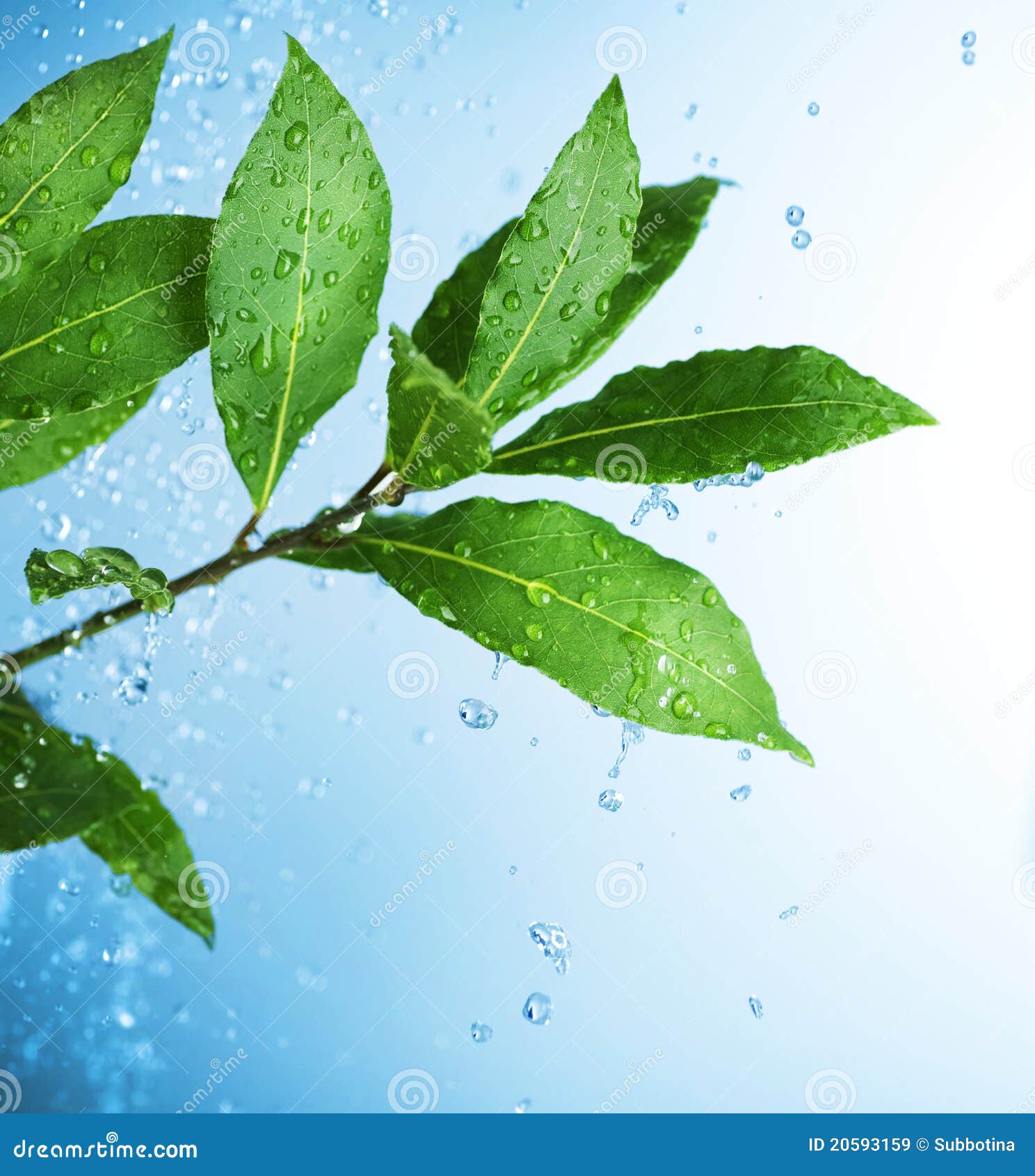 Water Drops and Fresh Green Leaves Stock Image - Image of freshness ...