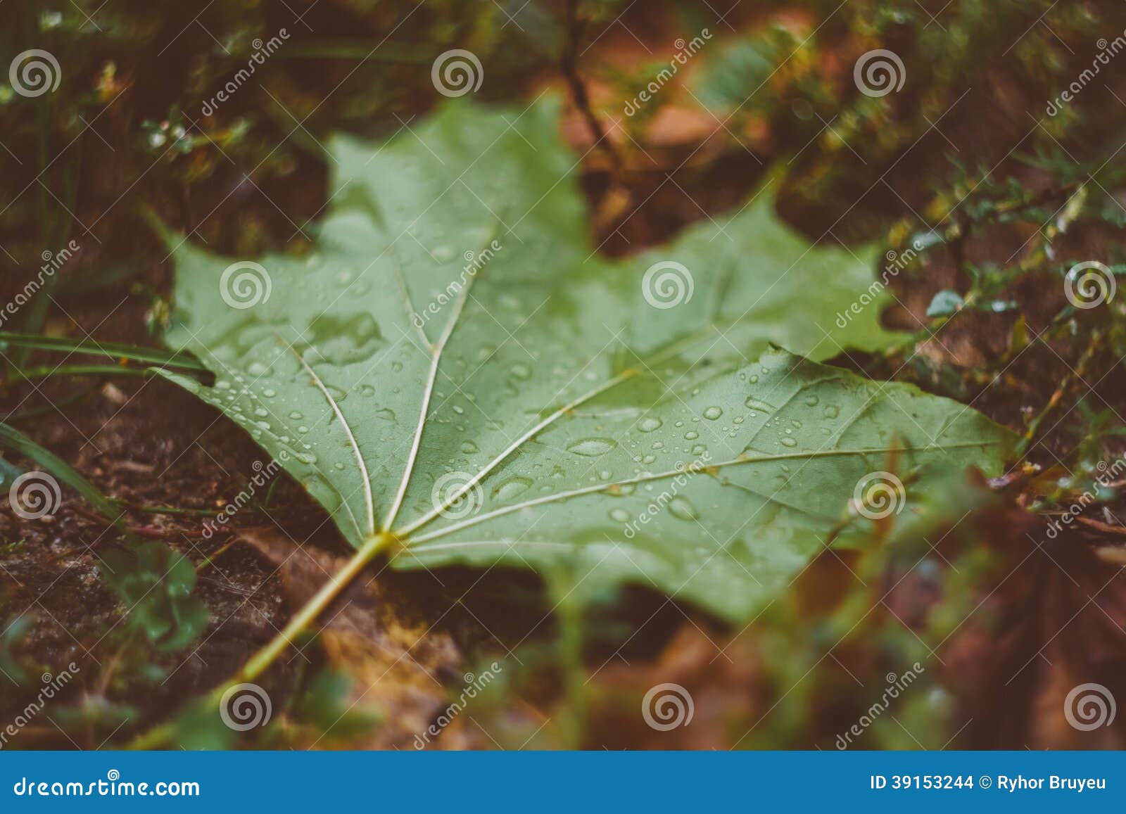 Water Drops on the Fresh Green Maple Leaf Stock Photo - Image of grow ...
