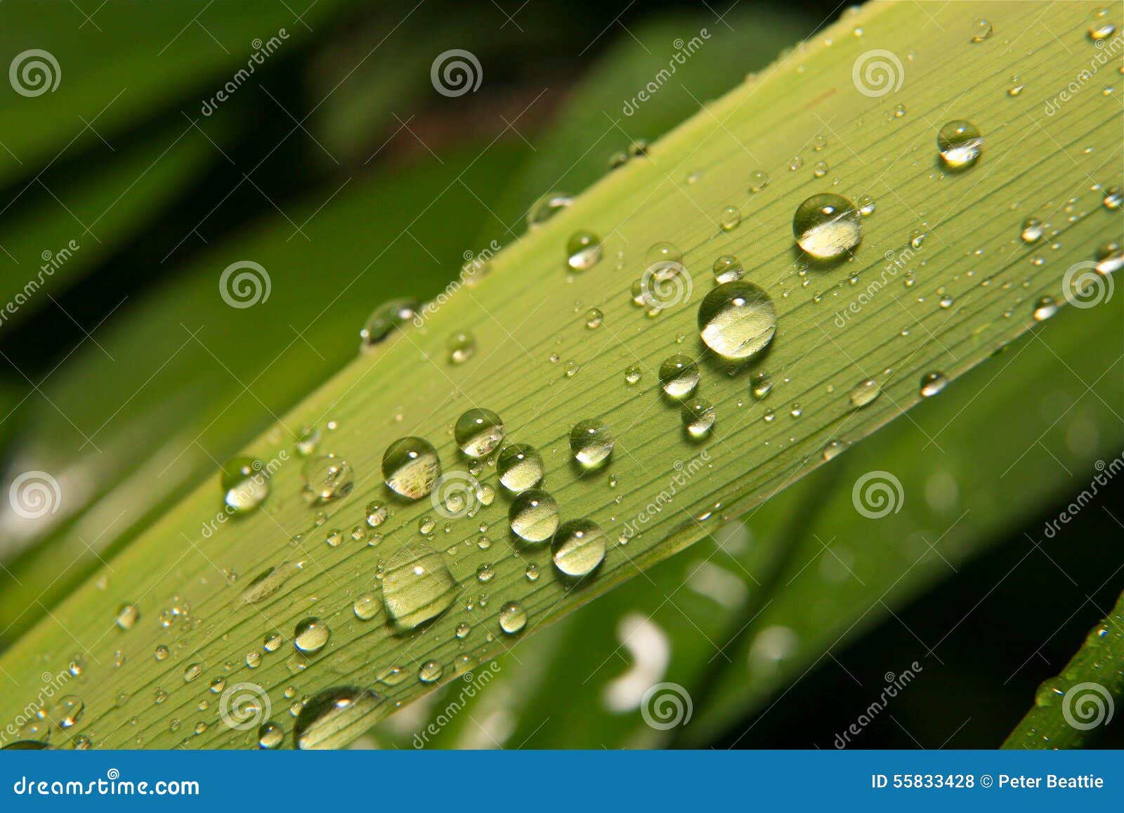 Water drops on grass blade stock photo. Image of magnifying - 55833428