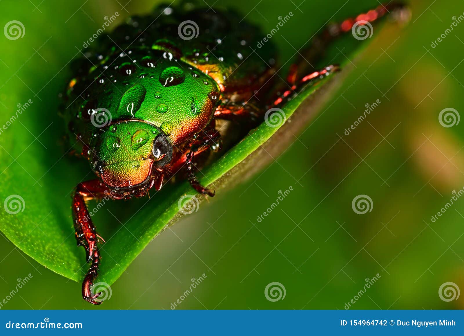 Water Drops on Green Beetle Stock Photo - Image of drops, eyes: 154964742